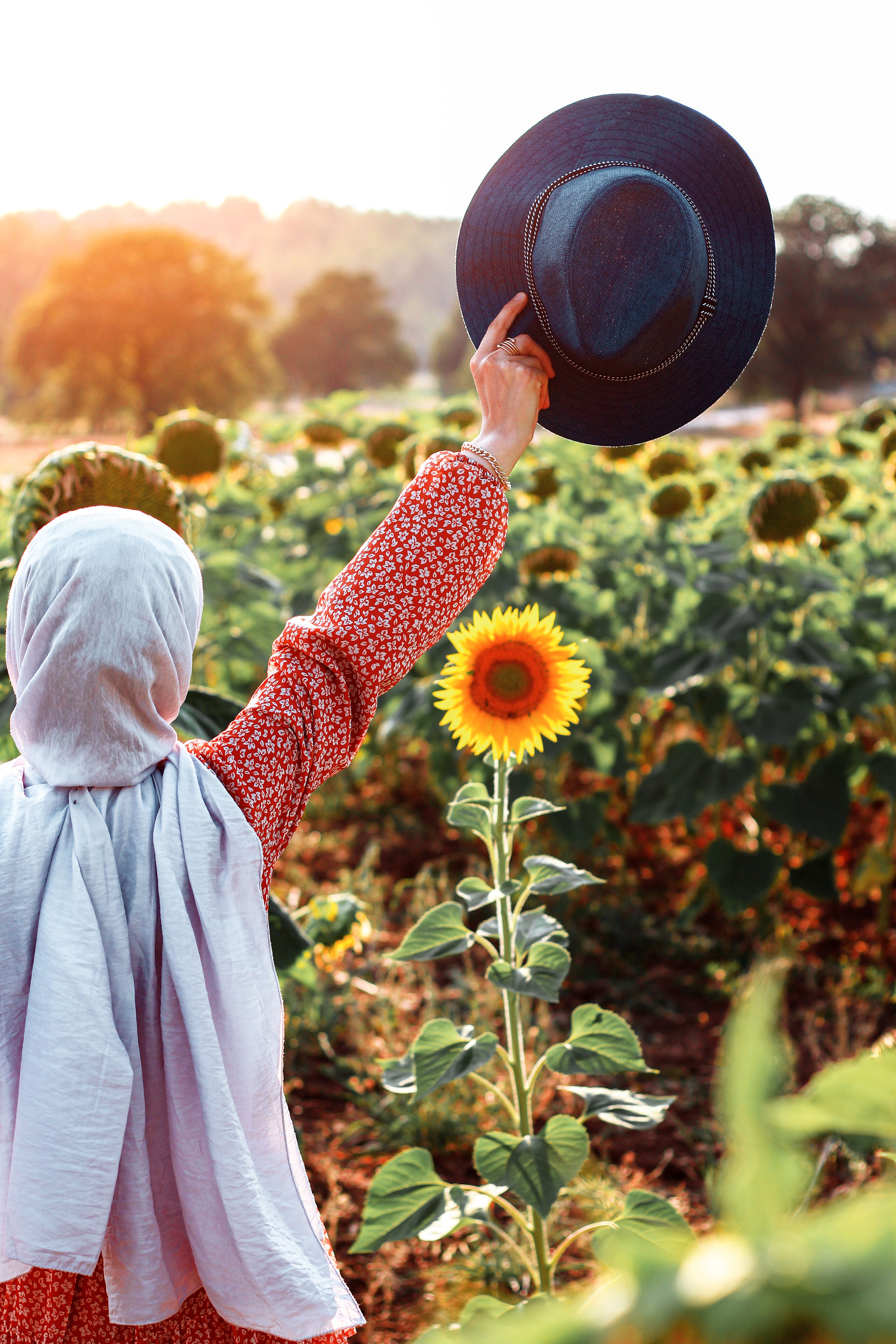 A Person holding Sunflower · Free Stock Photo