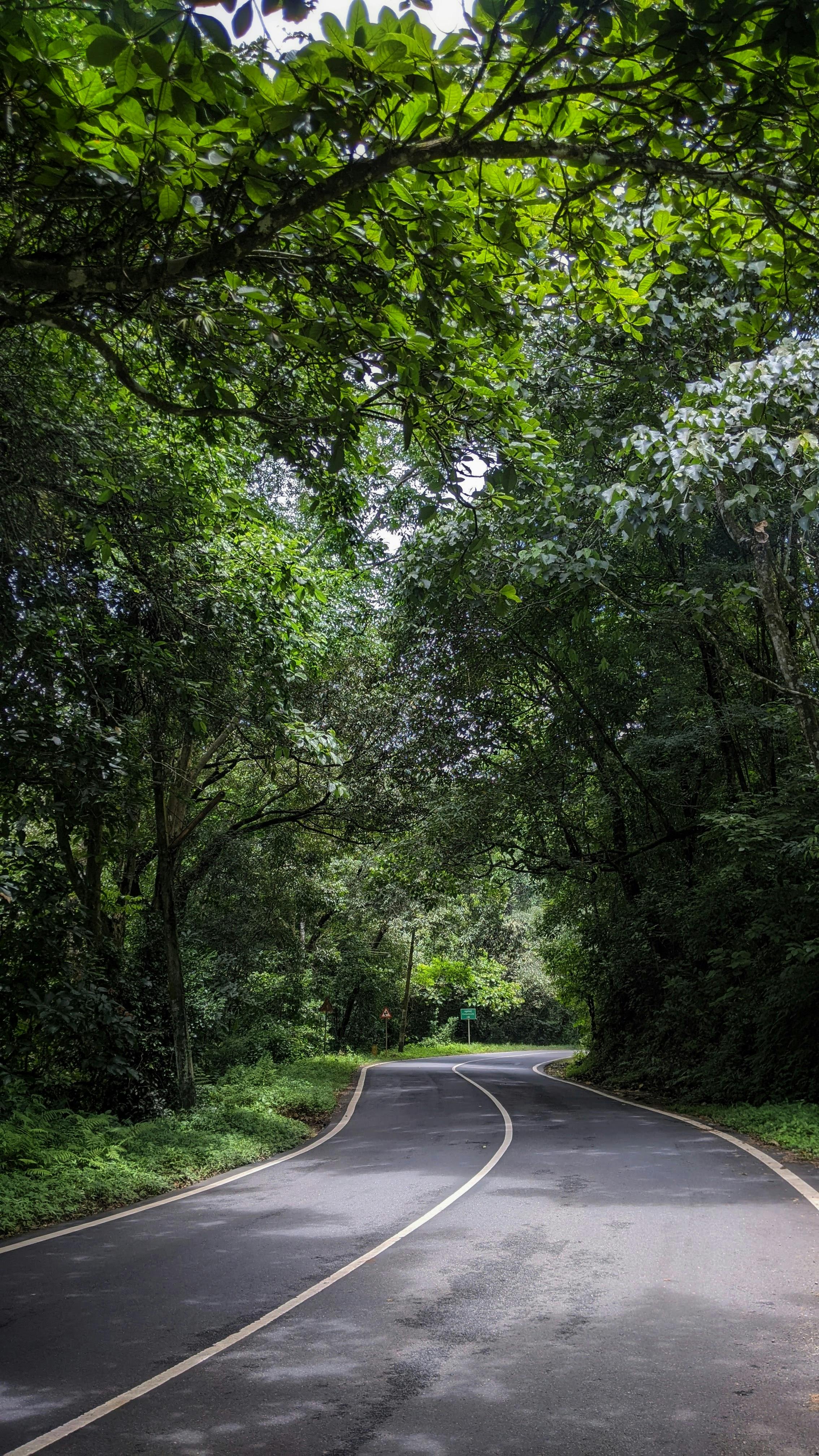 Photo of a Road Under Green Leaves · Free Stock Photo