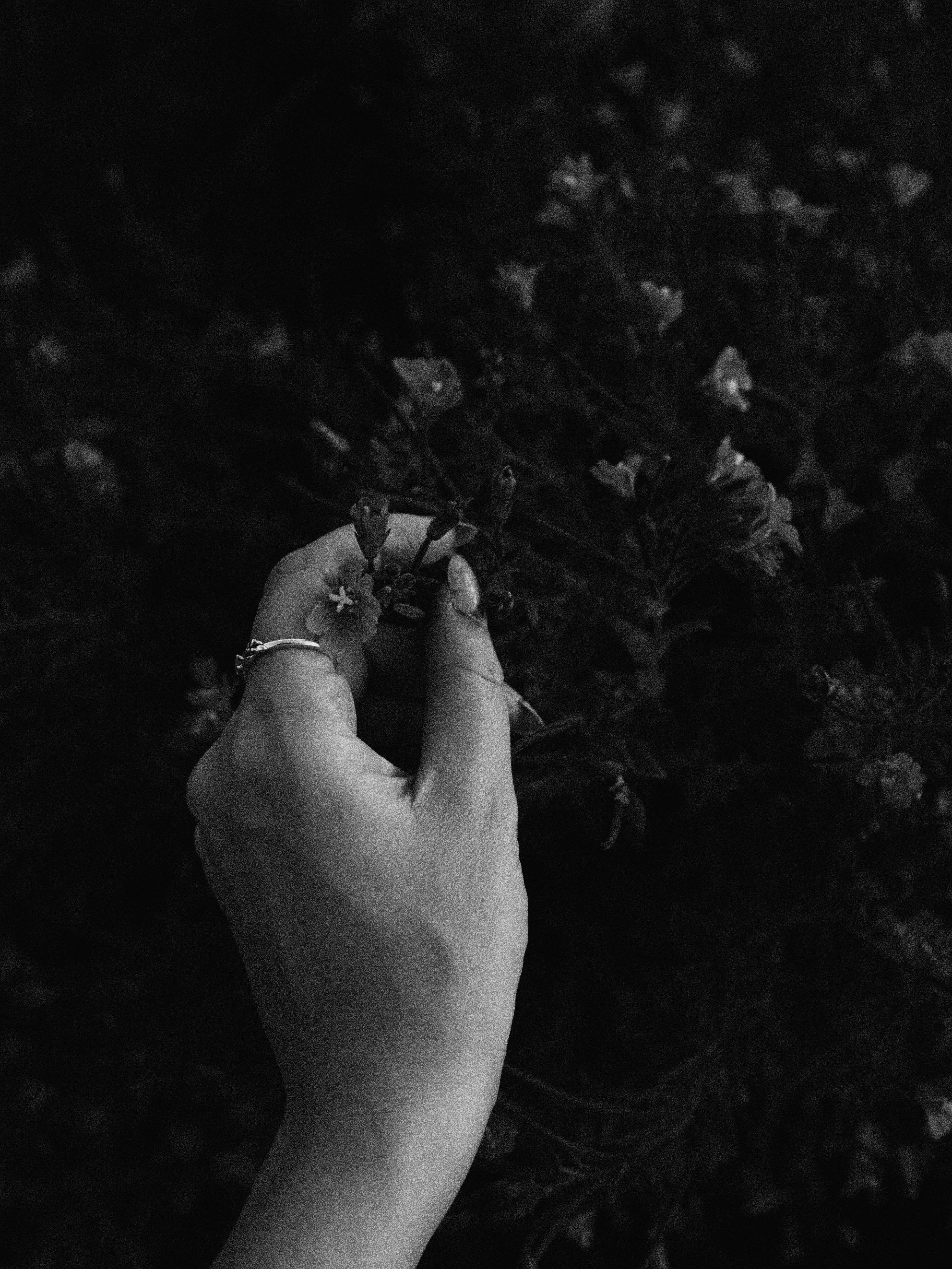 Black and White Photo of Womans Hand Picking Up Flowers · Free Stock Photo