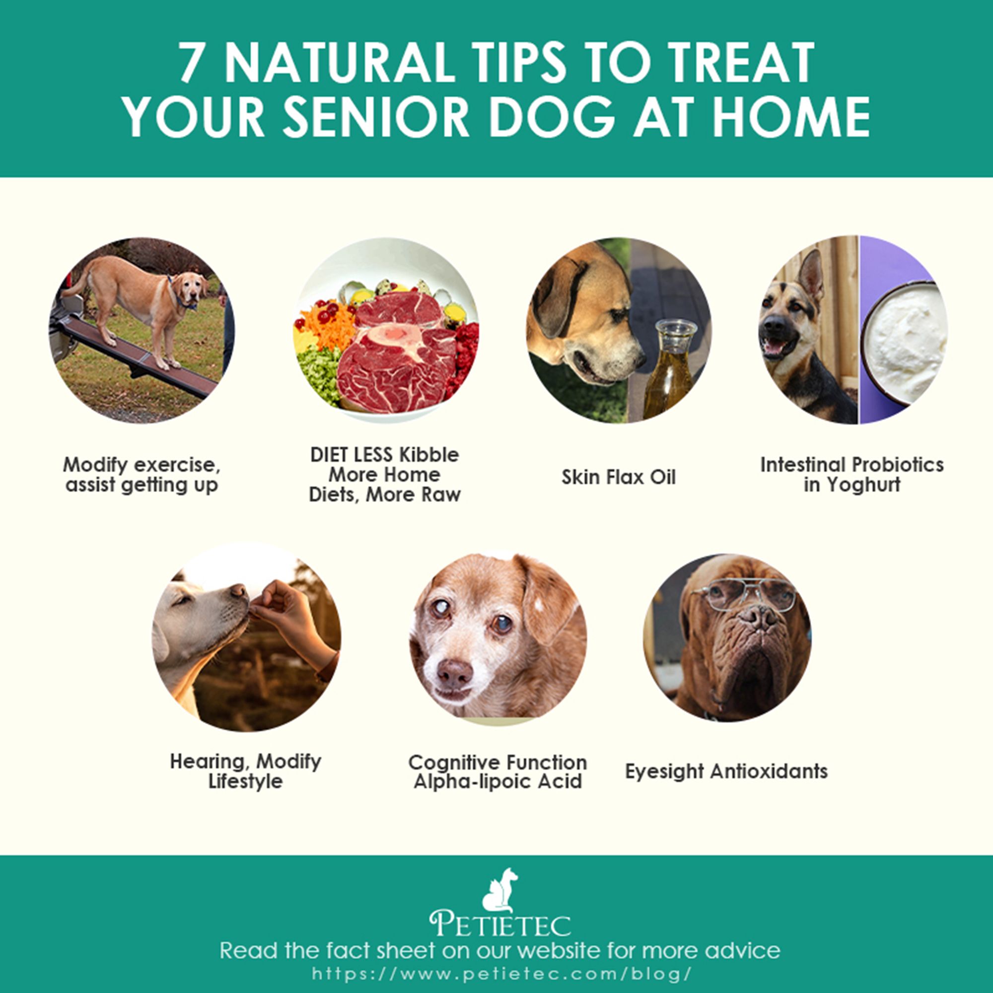 8 Natural Tips To Treat Your Senior Dog At Home | petietec