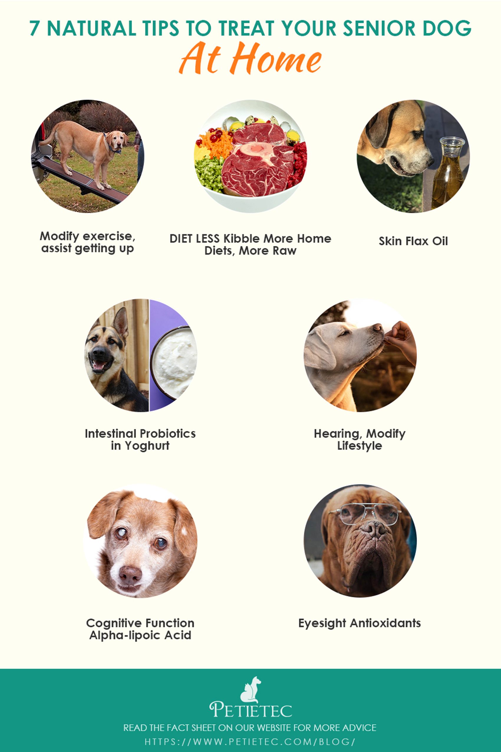 8 Natural Tips To Treat Your Senior Dog At Home | petietec