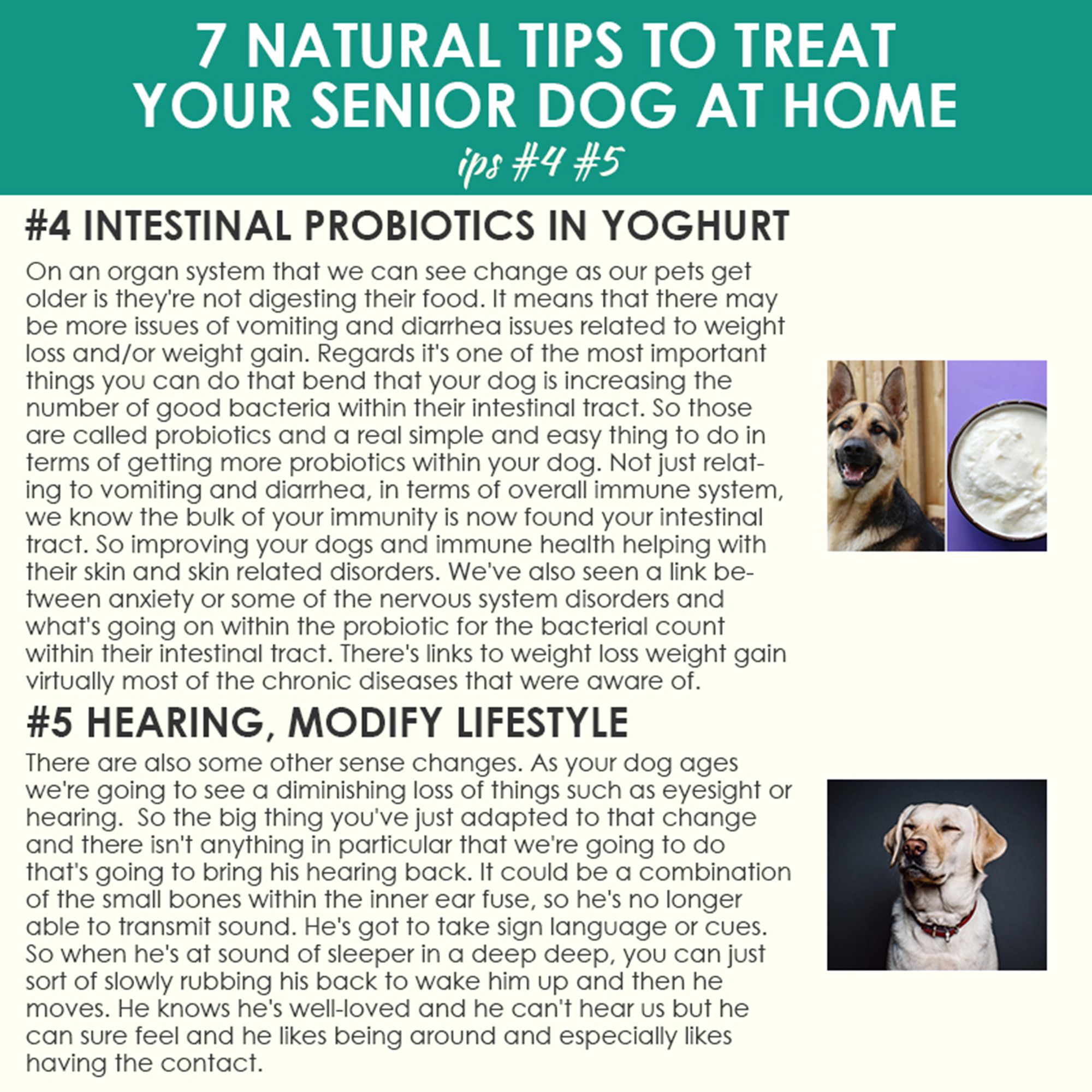 8 Natural Tips To Treat Your Senior Dog At Home | petietec