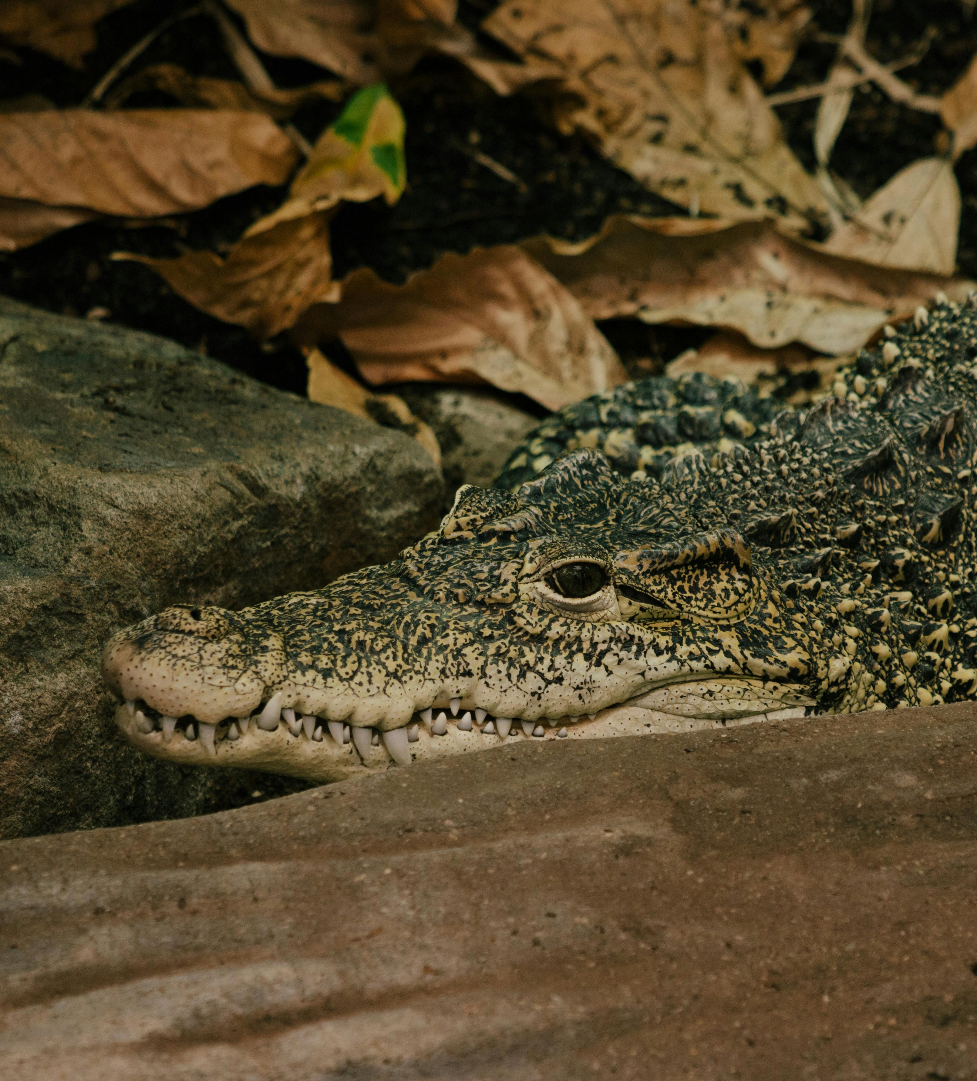 An Alligator in a Zoo Pond · Free Stock Photo