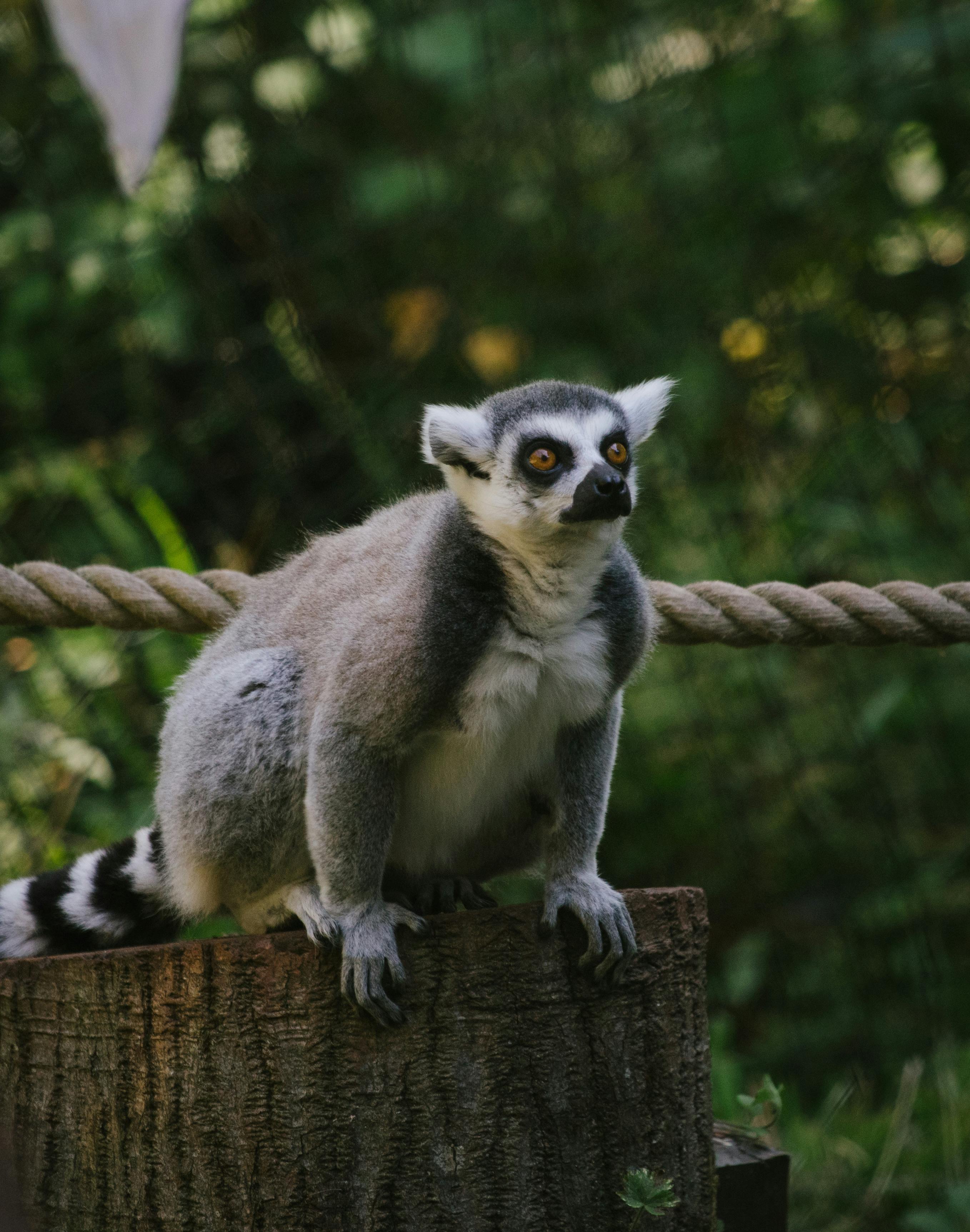 Photo of a Lemur · Free Stock Photo