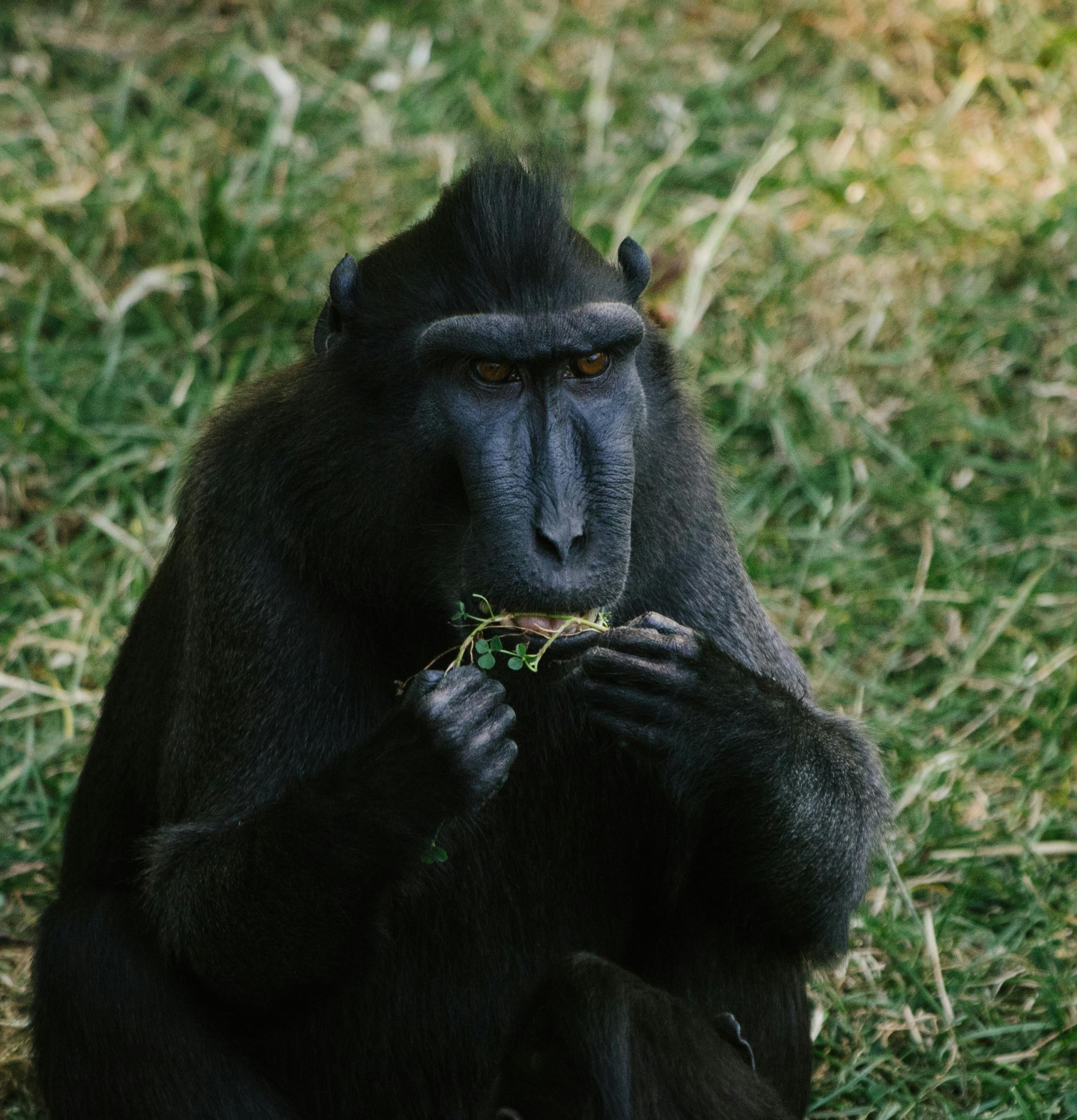 Close-Up Shot of a Black Macaque Eating · Free Stock Photo