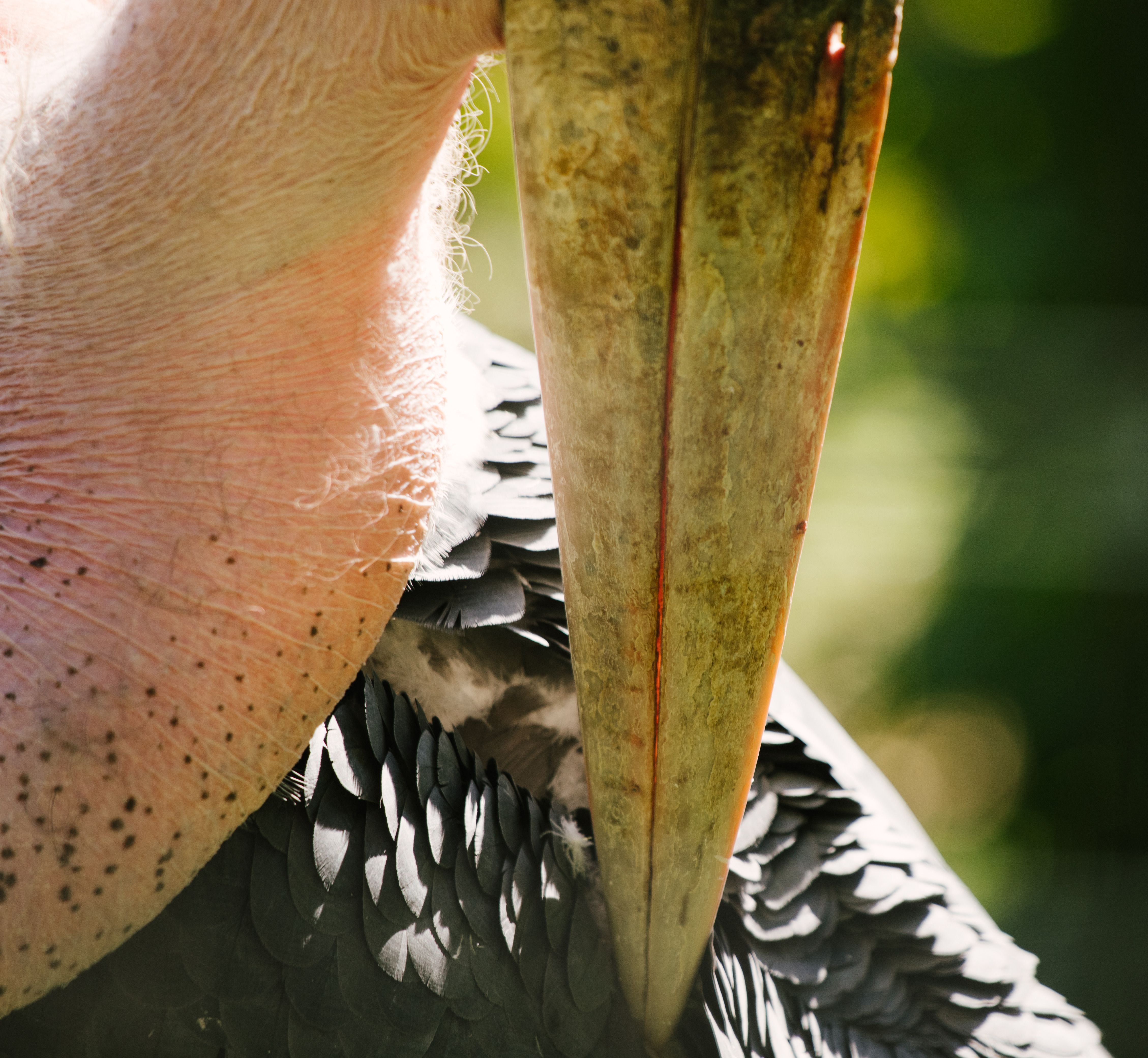 Close-up of Pelicans Beak · Free Stock Photo