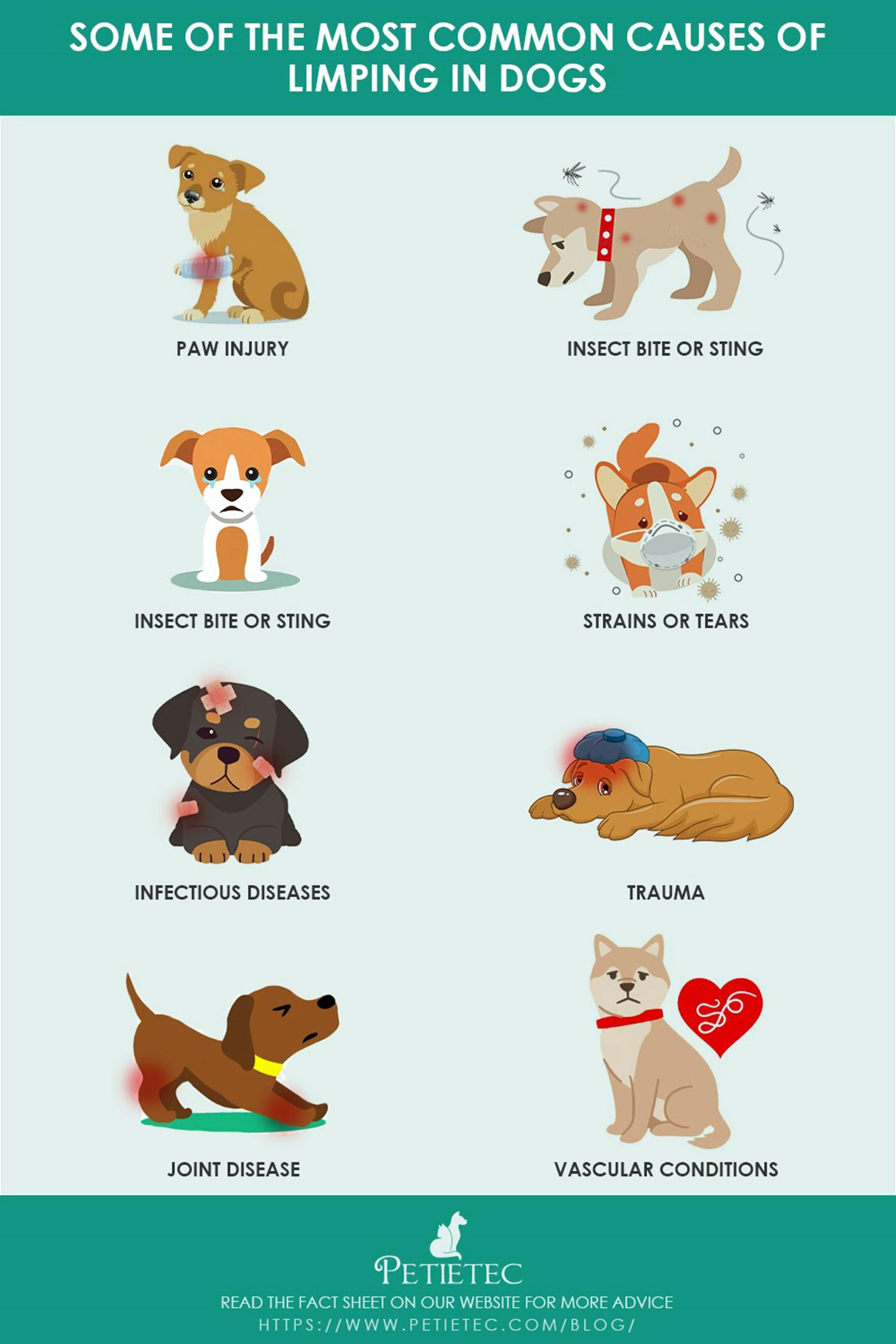 Why Is My Dog Limping And What Should I Do | Petietec | petietec