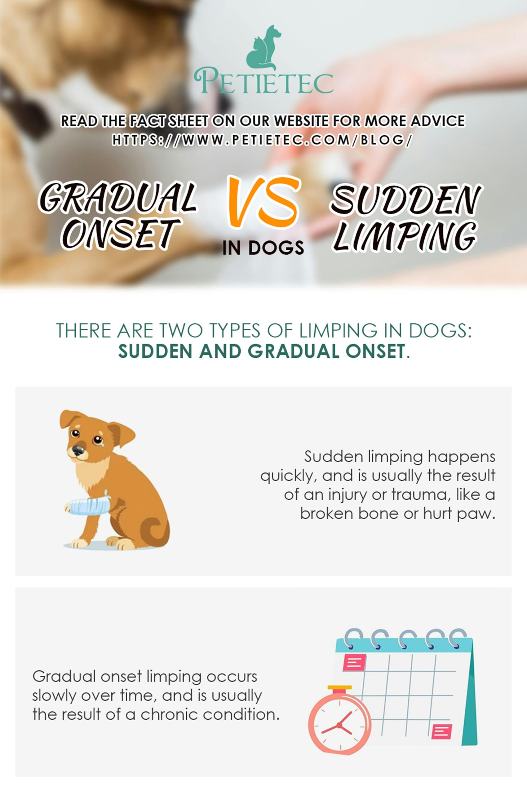 Why Is My Dog Limping And What Should I Do | Petietec | petietec