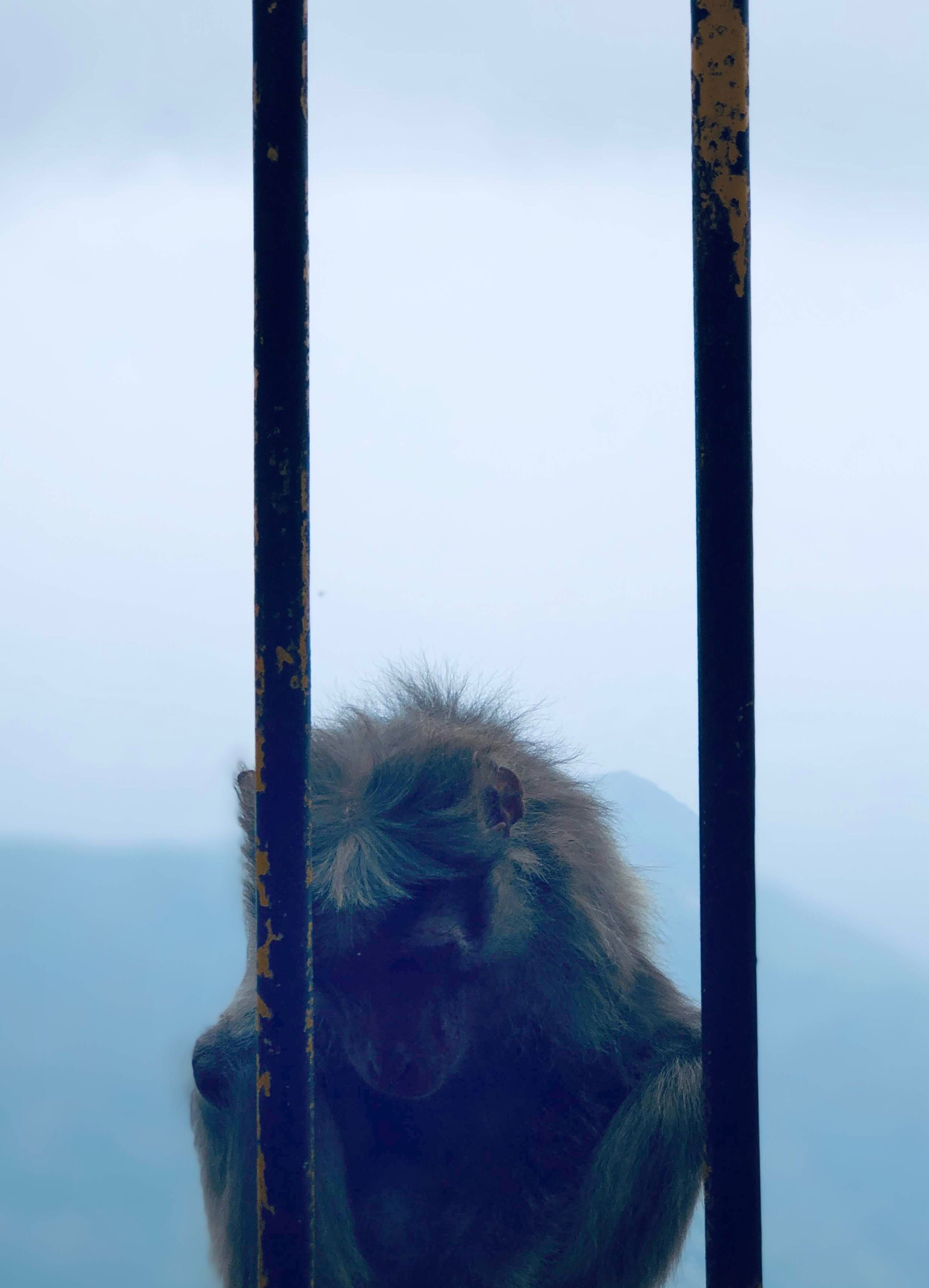 Caged Monkey Photos, Download The BEST Free Caged Monkey Stock Photos ...