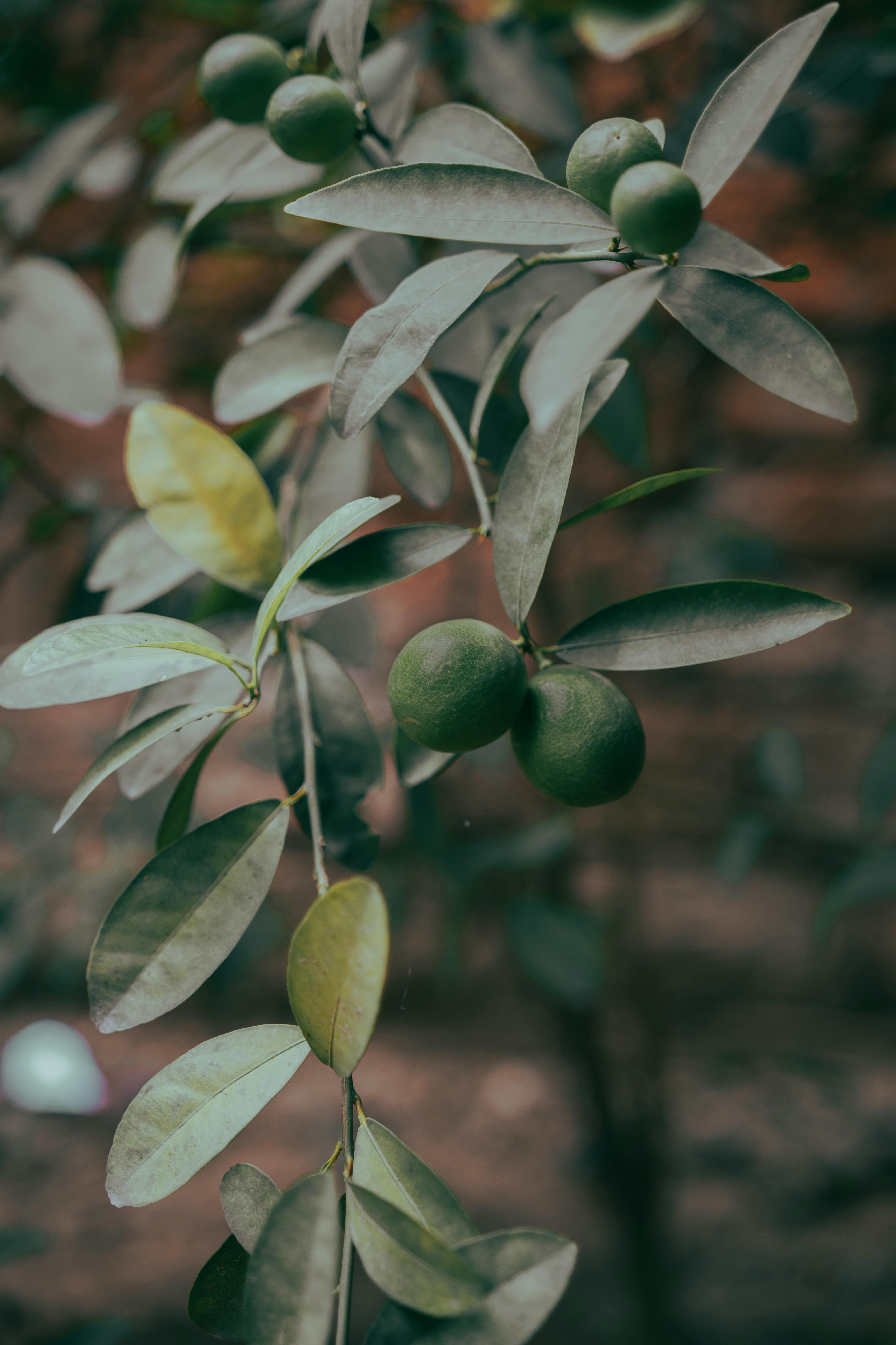 Green Oval Fruit in Close Up Photography · Free Stock Photo
