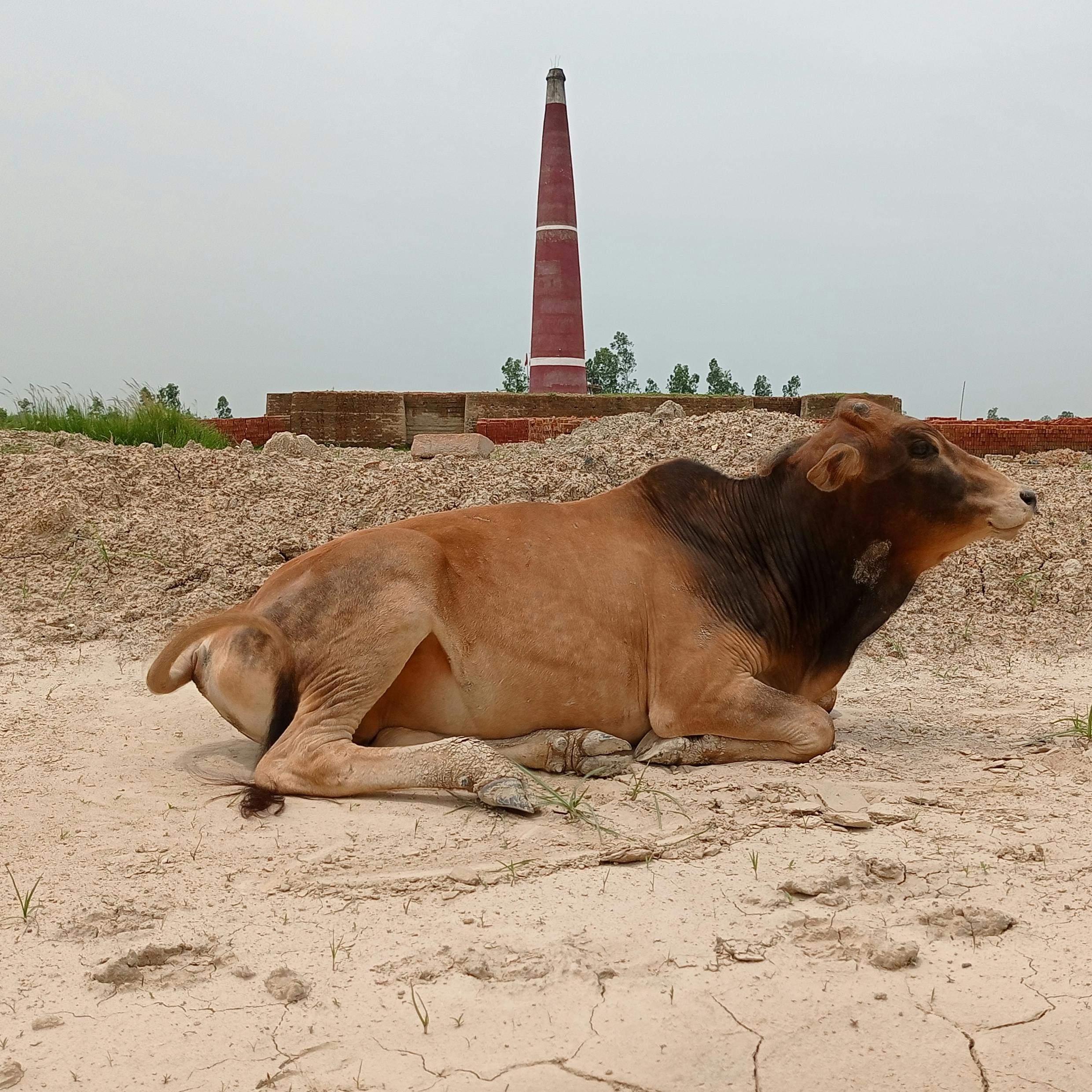 Cow Tower Photos, Download The BEST Free Cow Tower Stock Photos & HD Images