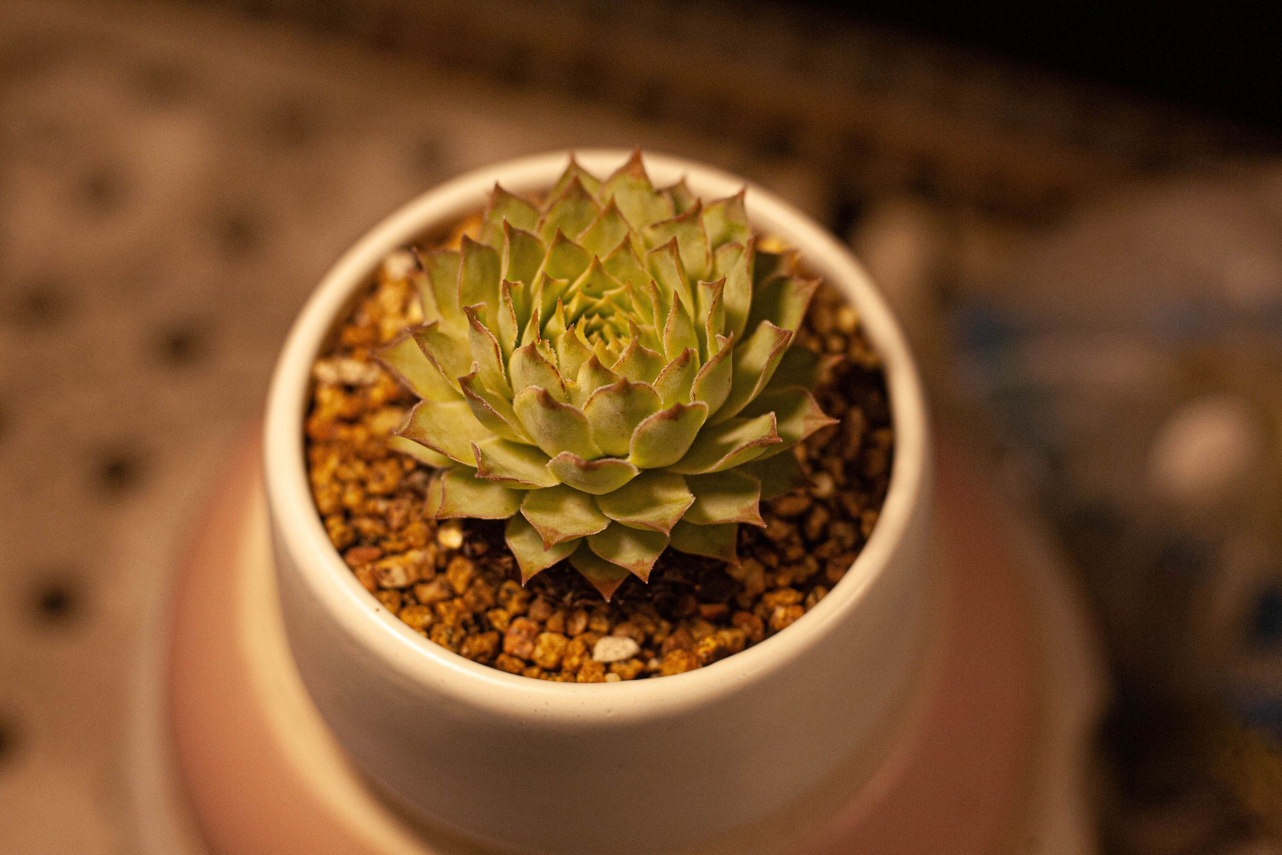 Succulent Plant · Free Stock Photo