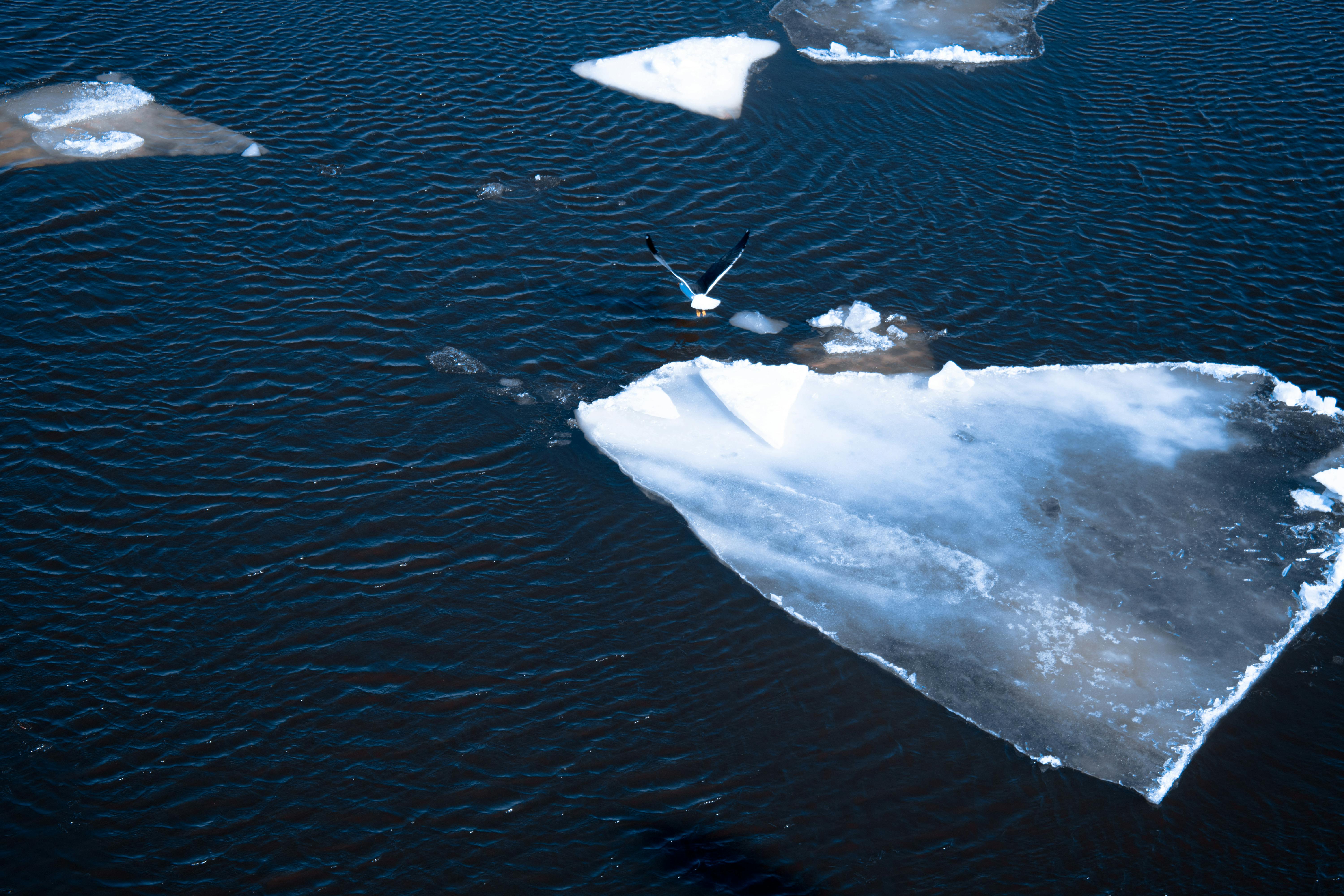 Photo of Floating Ice · Free Stock Photo