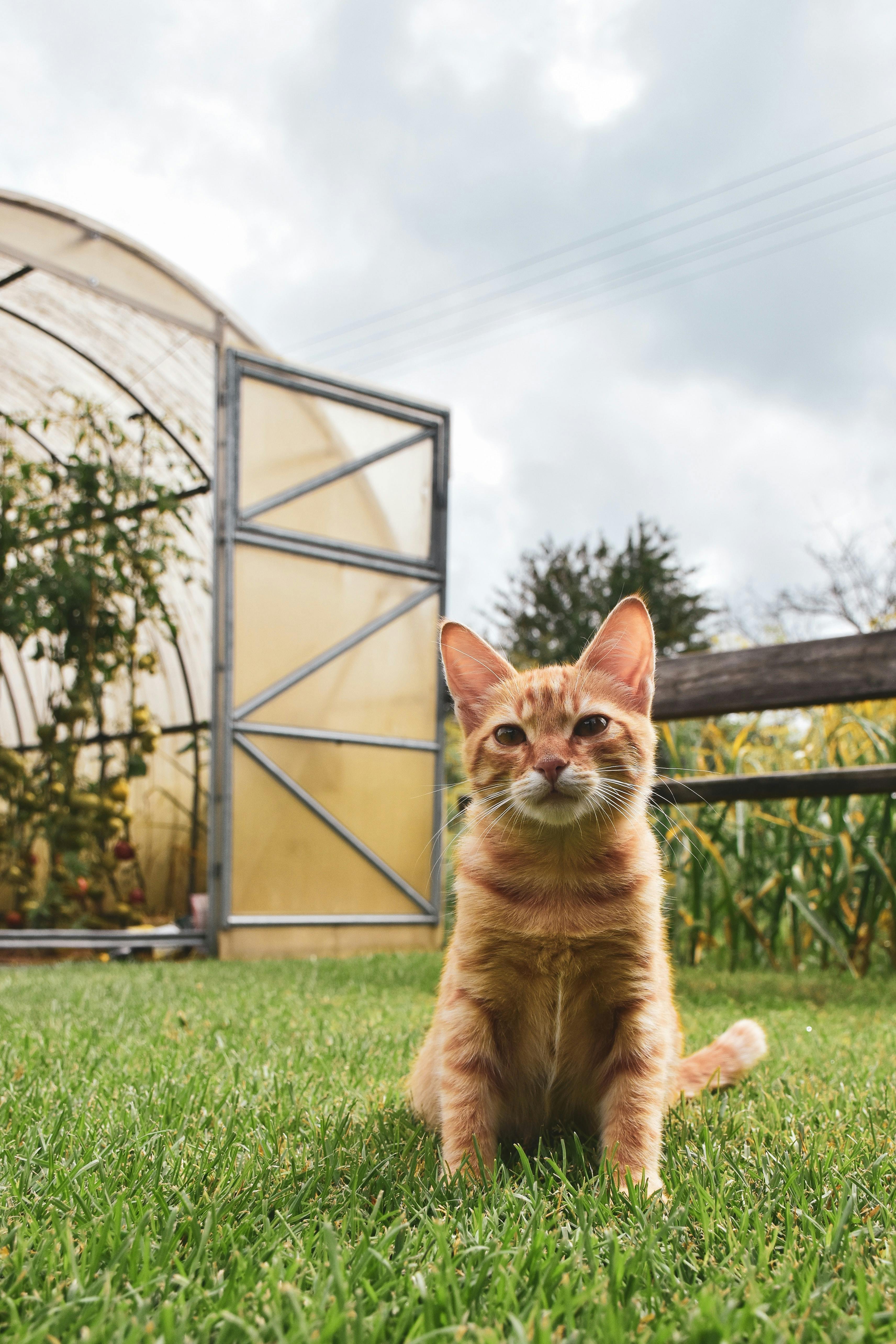 Cute Cat and Leprechaun Figurine · Free Stock Photo
