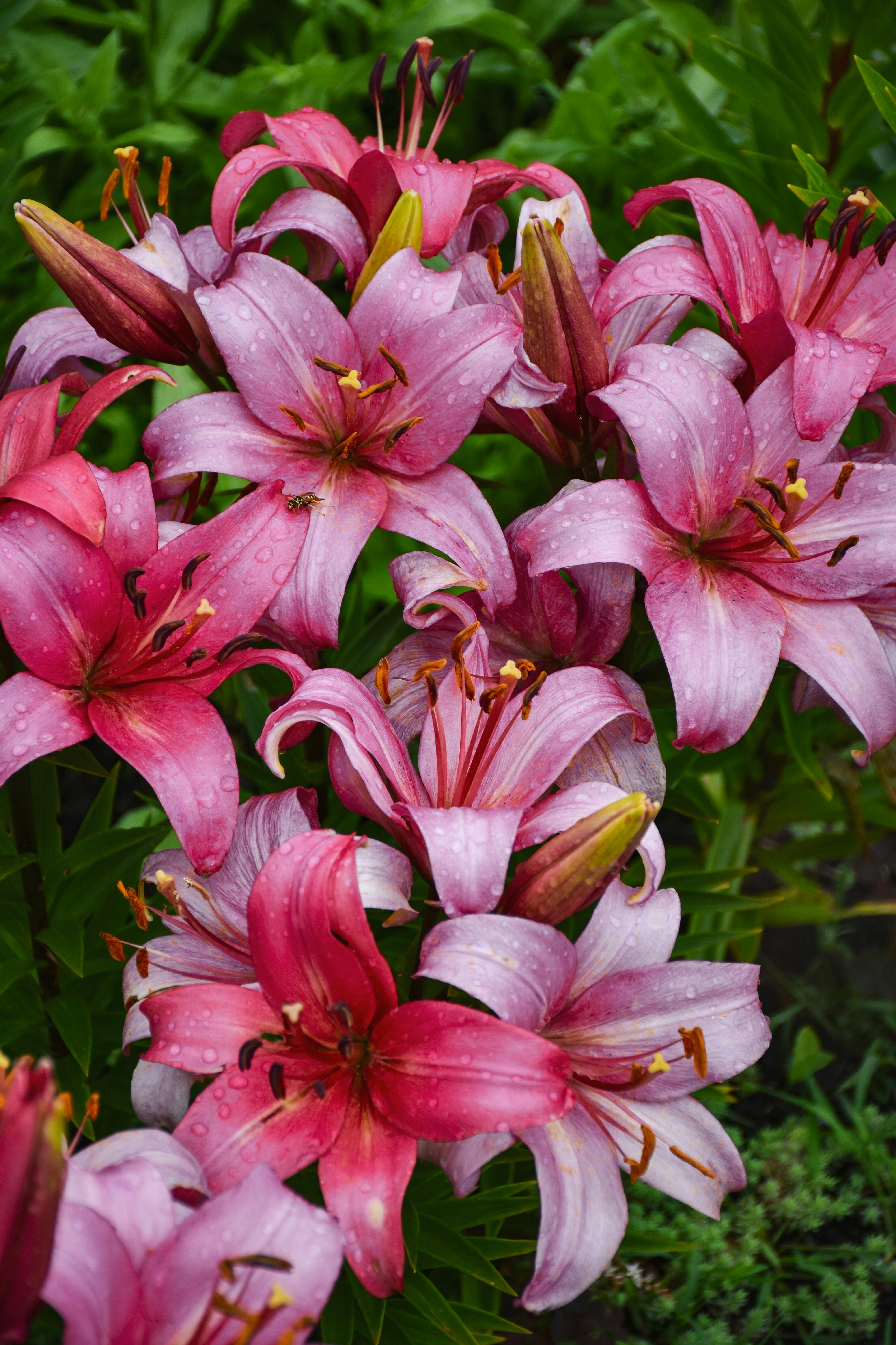 Lilies in Bloom · Free Stock Photo