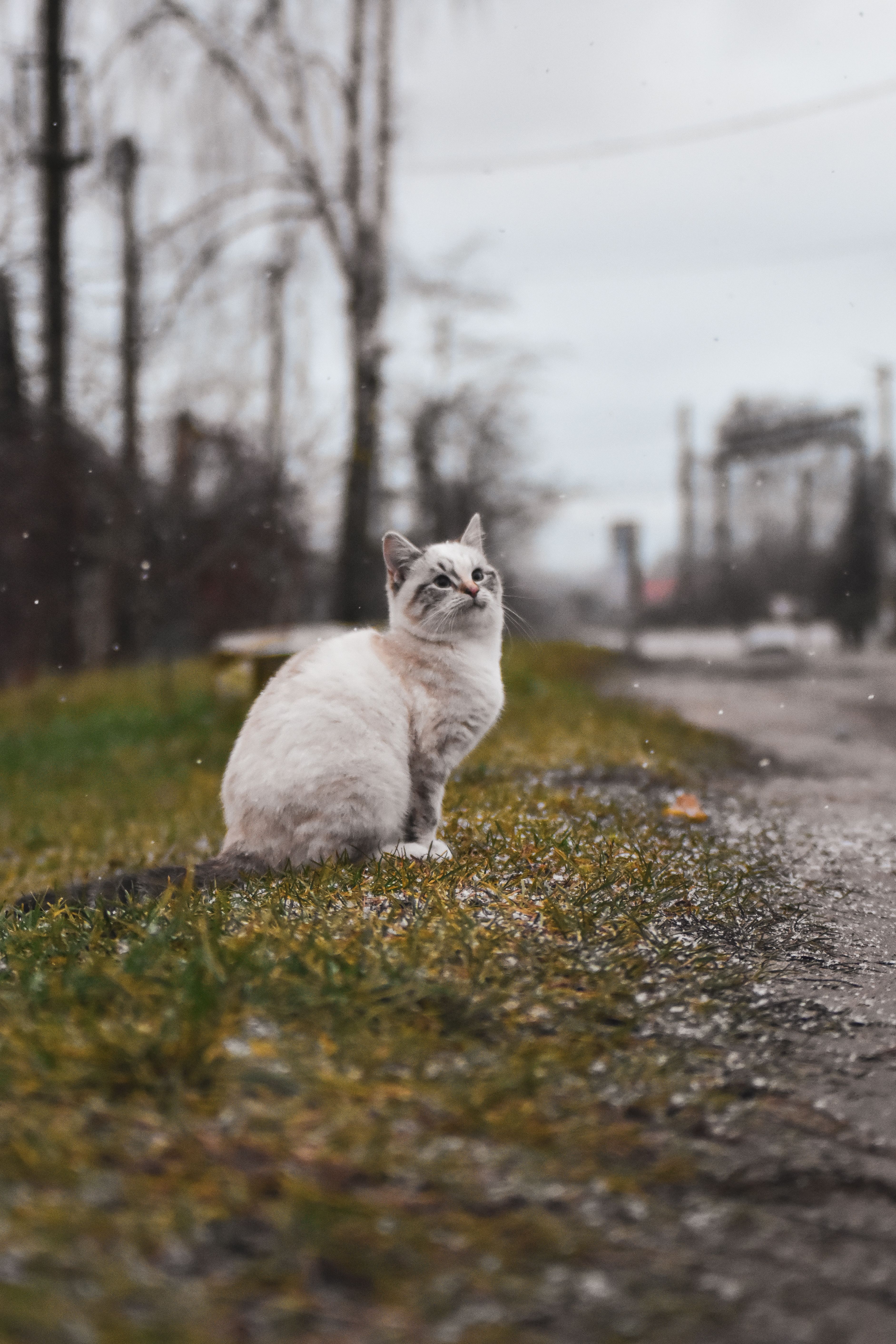 A Cat on the Grass While Snowing · Free Stock Photo