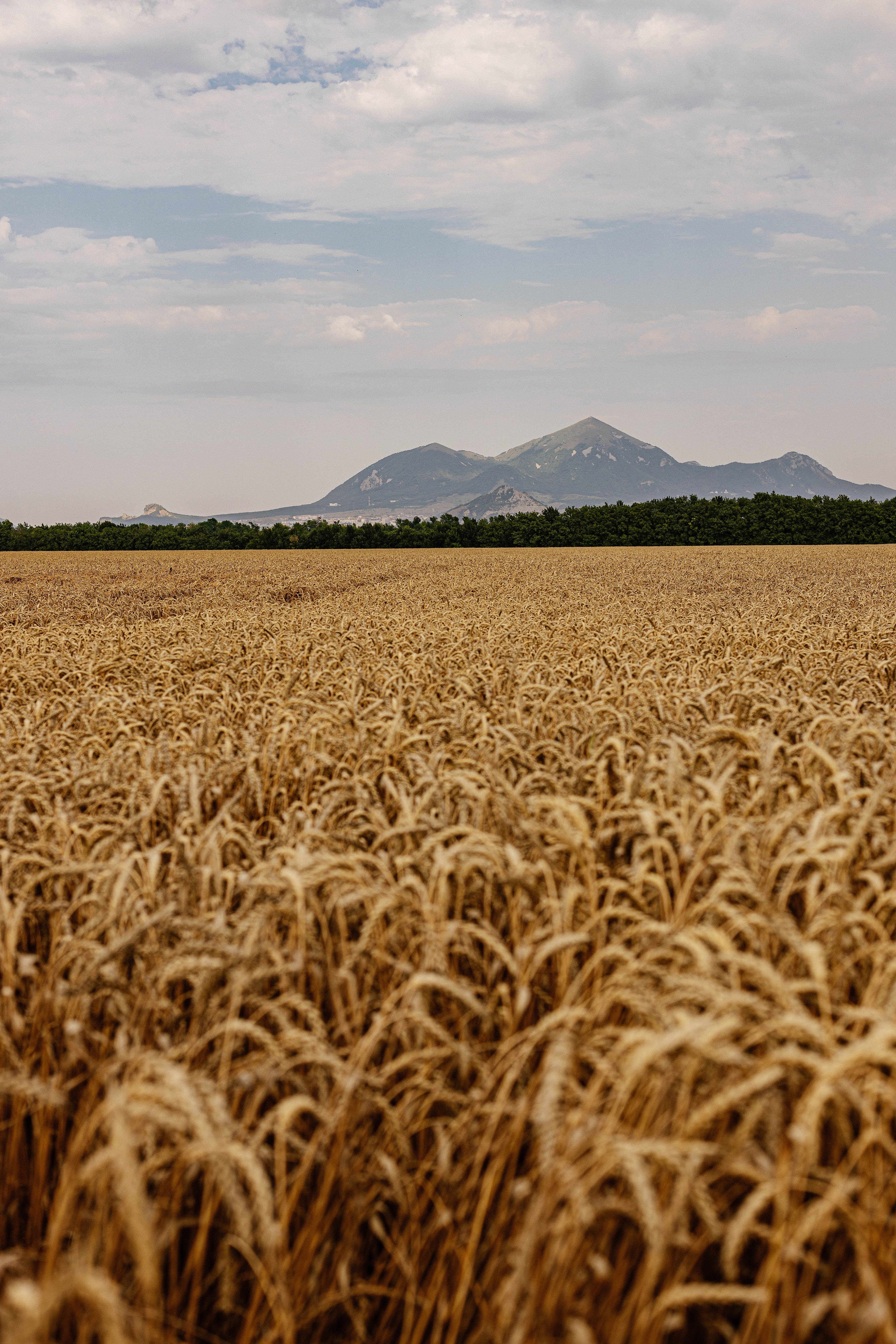Field and Mountains Landscape · Free Stock Photo