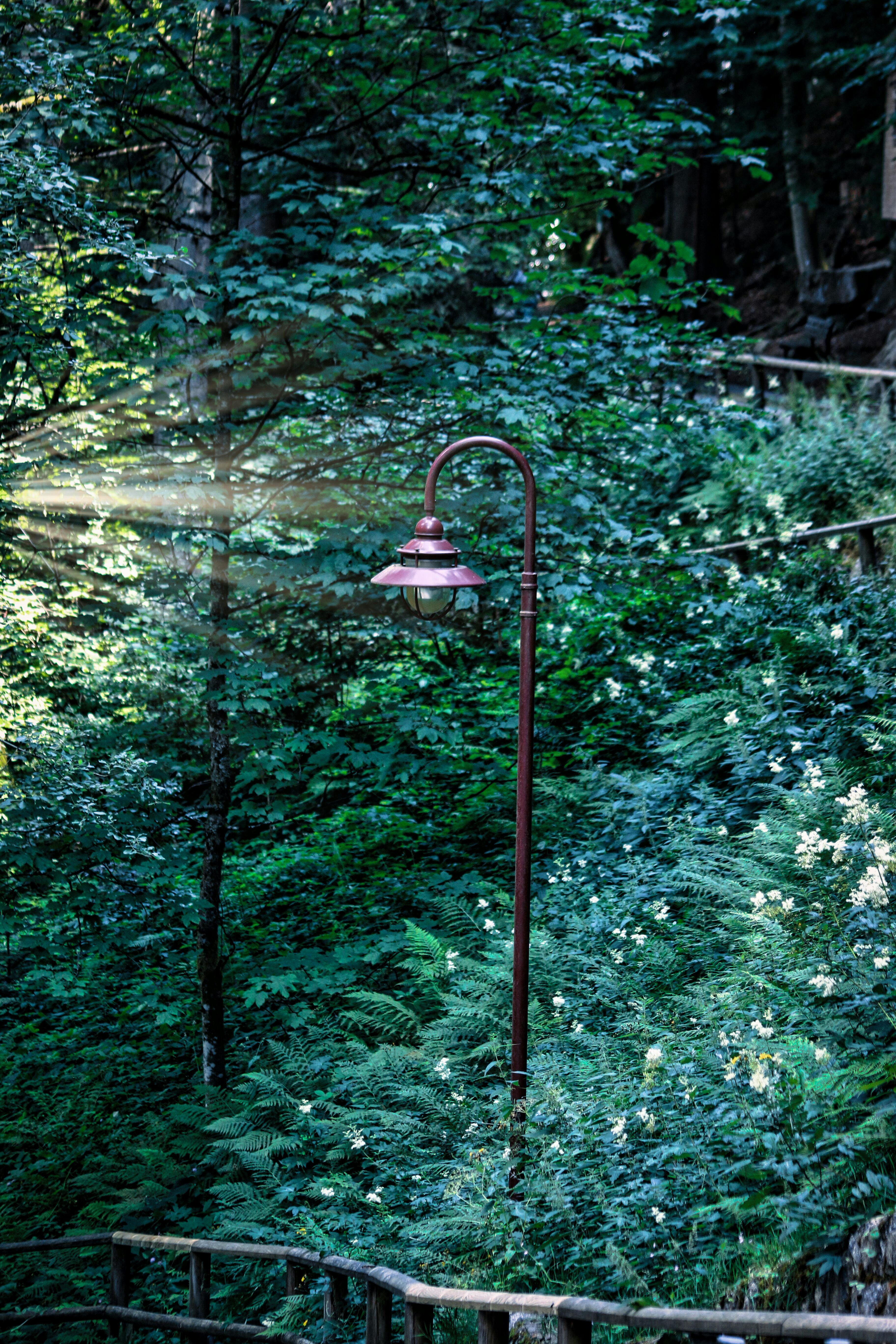 Lamppost in a Dense Forest · Free Stock Photo