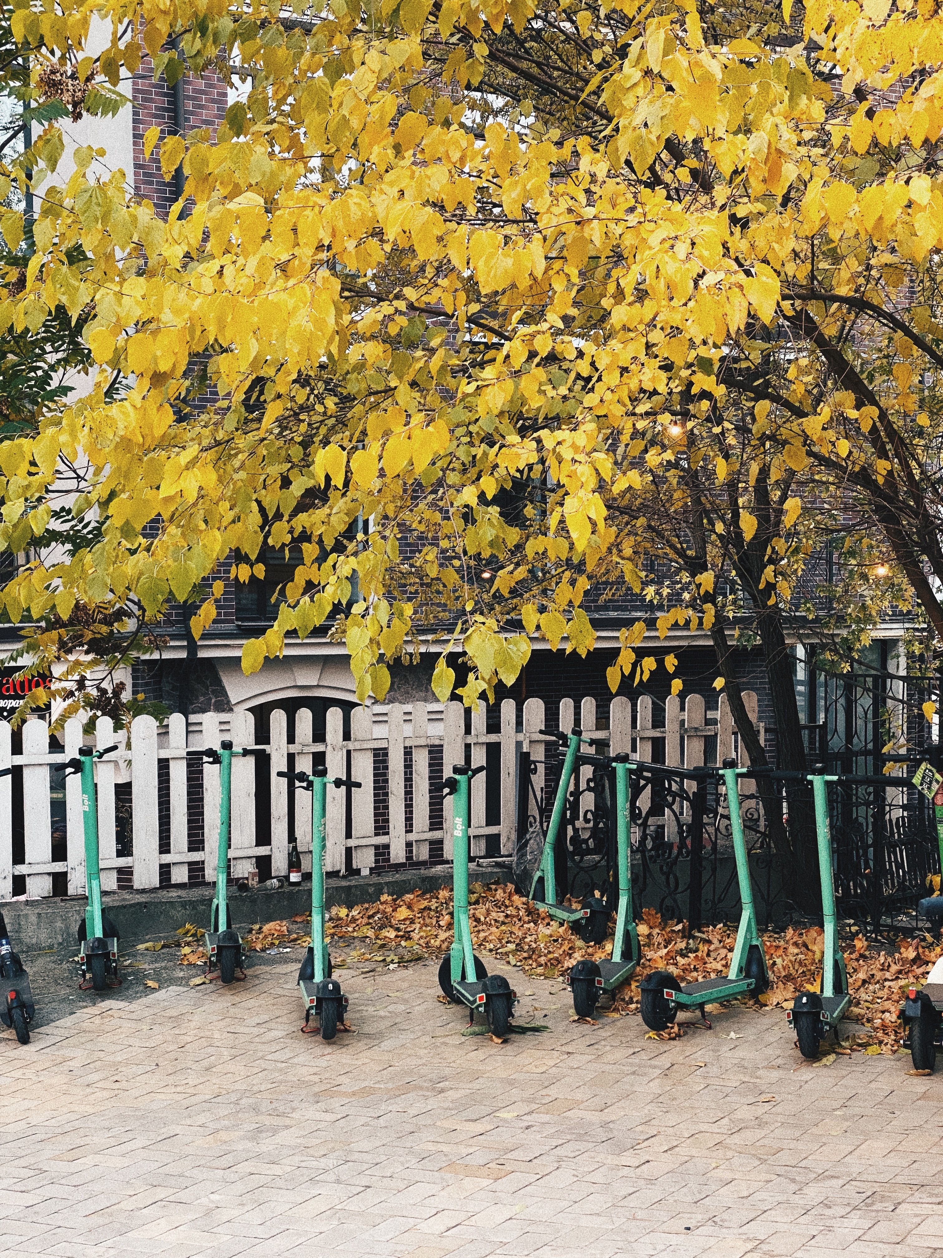 Green Kick Scooters Under the Green Tree · Free Stock Photo