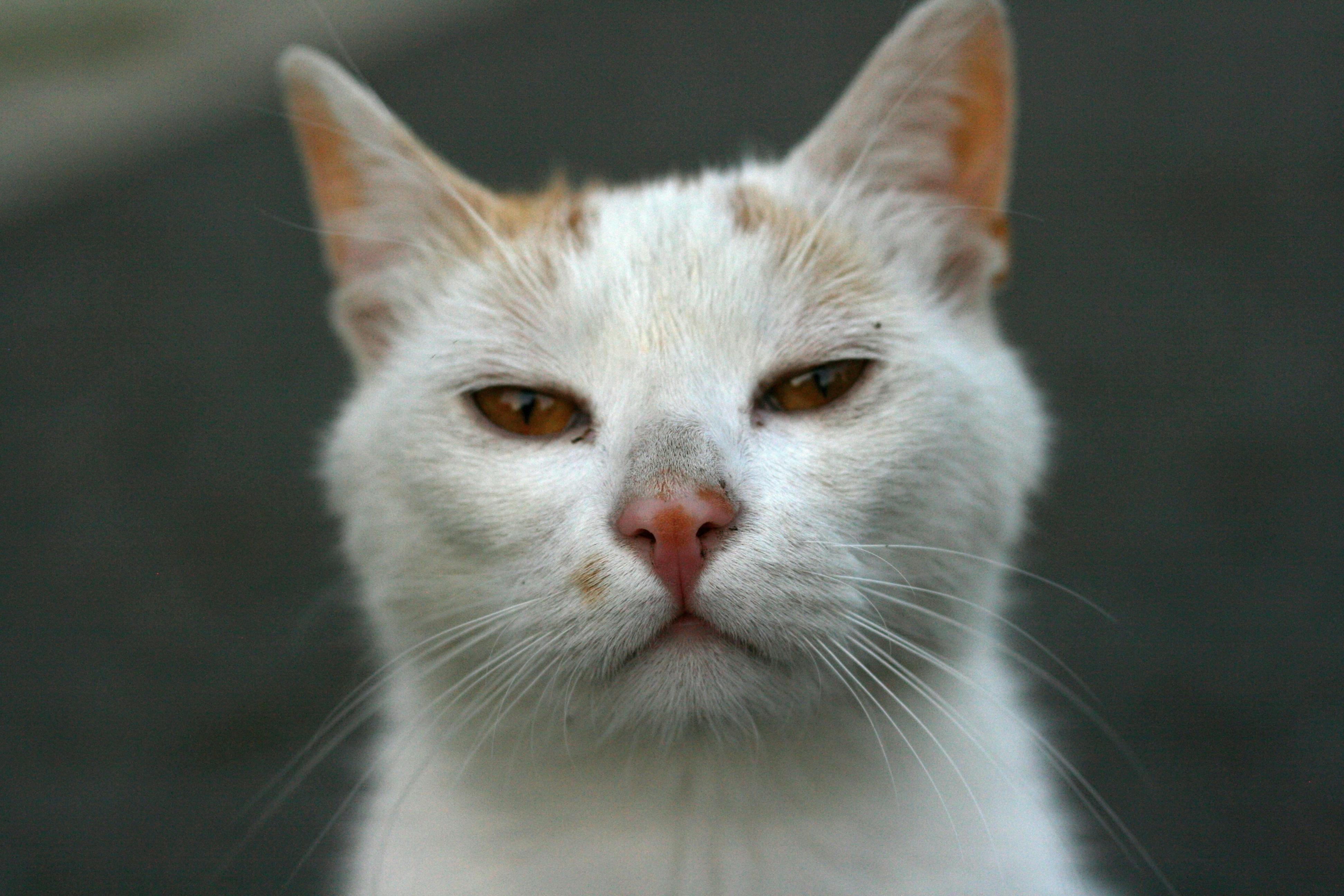 Cattos 10 Photos & Videos Collected by Jiri Ikonomidis