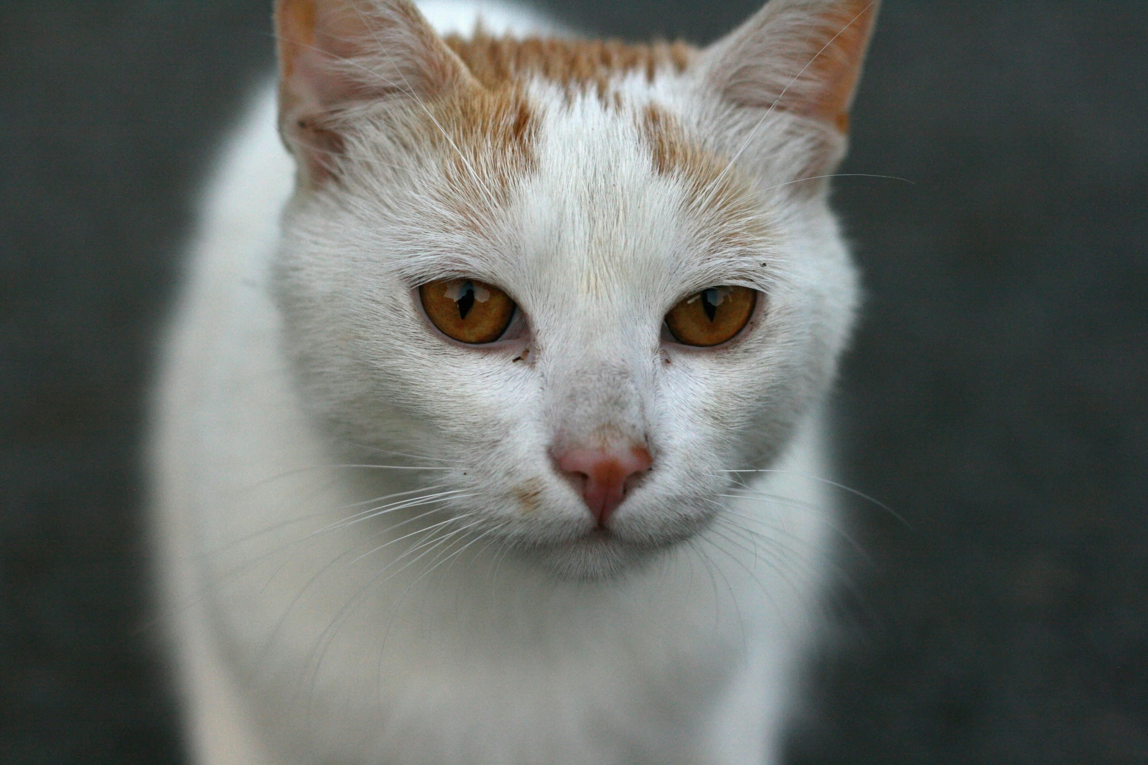 Close-Up Shot of a Cat · Free Stock Photo