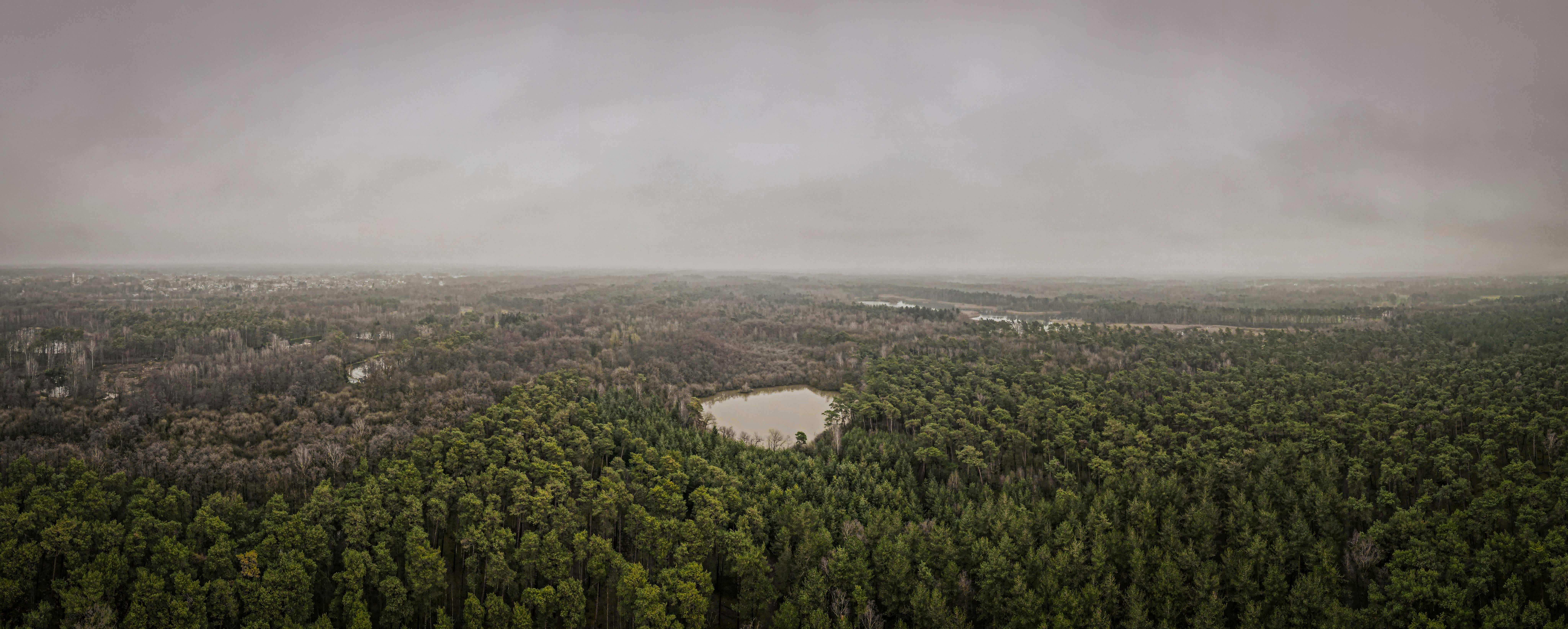 Araial Photo of Forest and Pond · Free Stock Photo