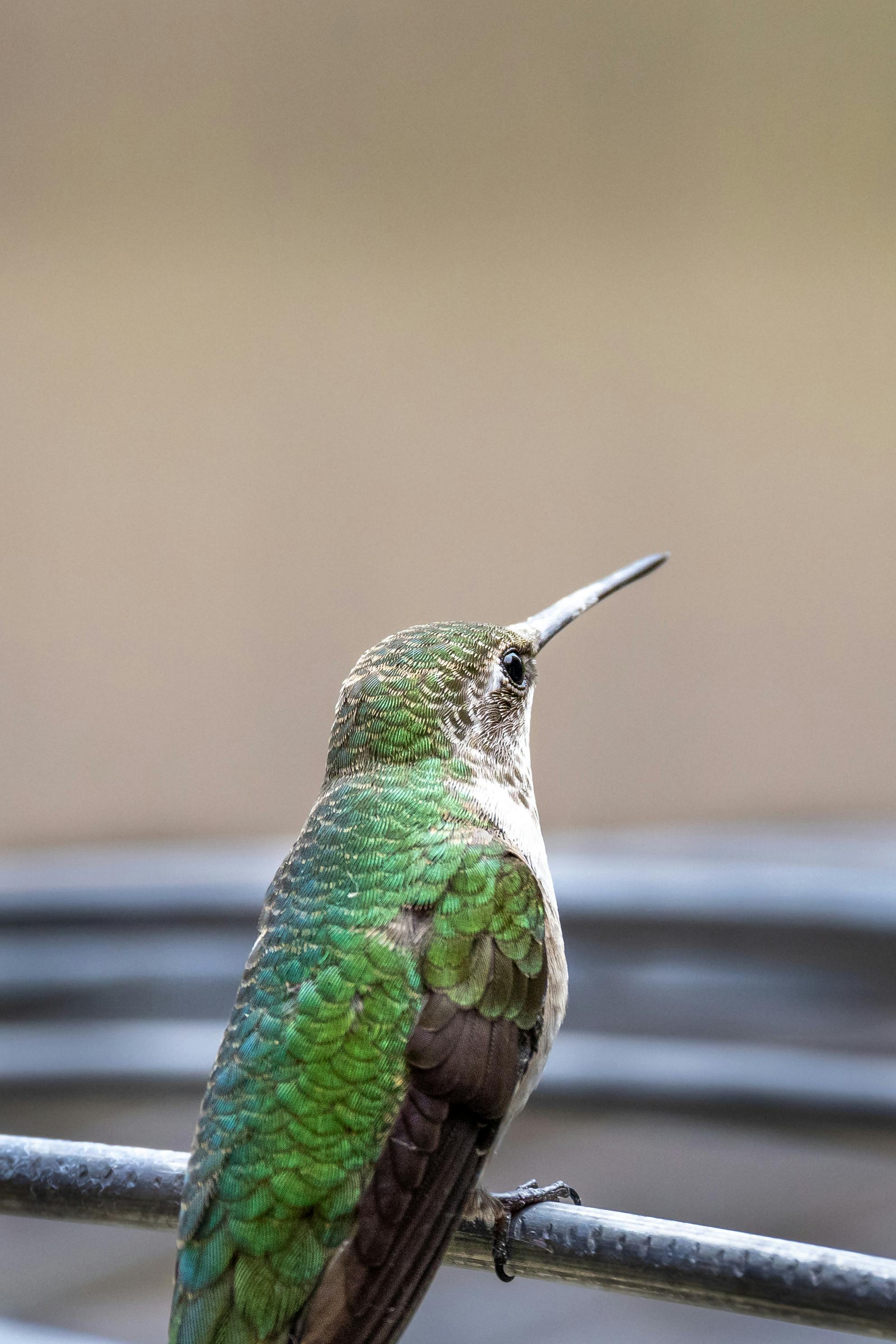 Close-Up of a Hummingbird · Free Stock Photo