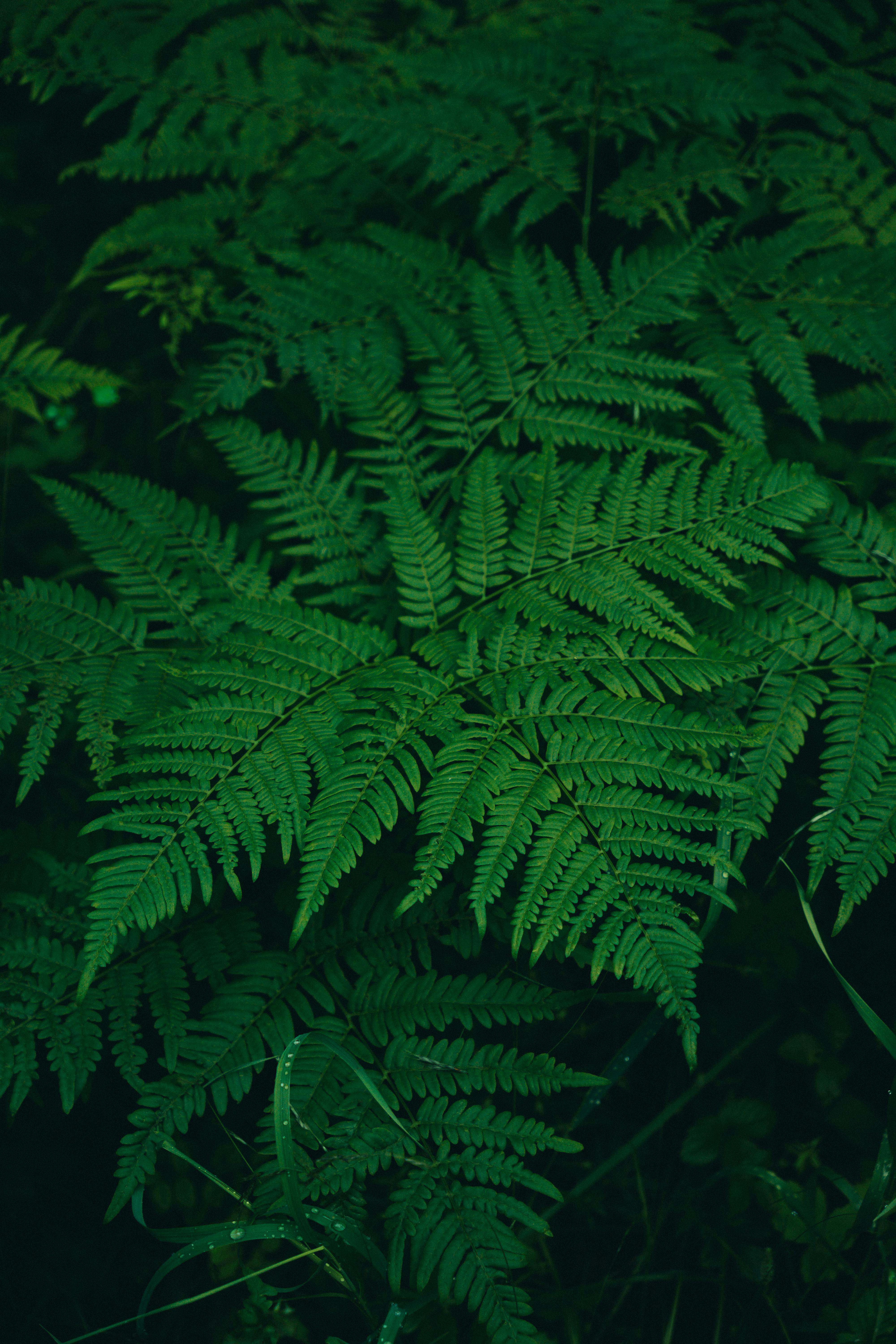 Fern Leaves in Close Up Photography · Free Stock Photo