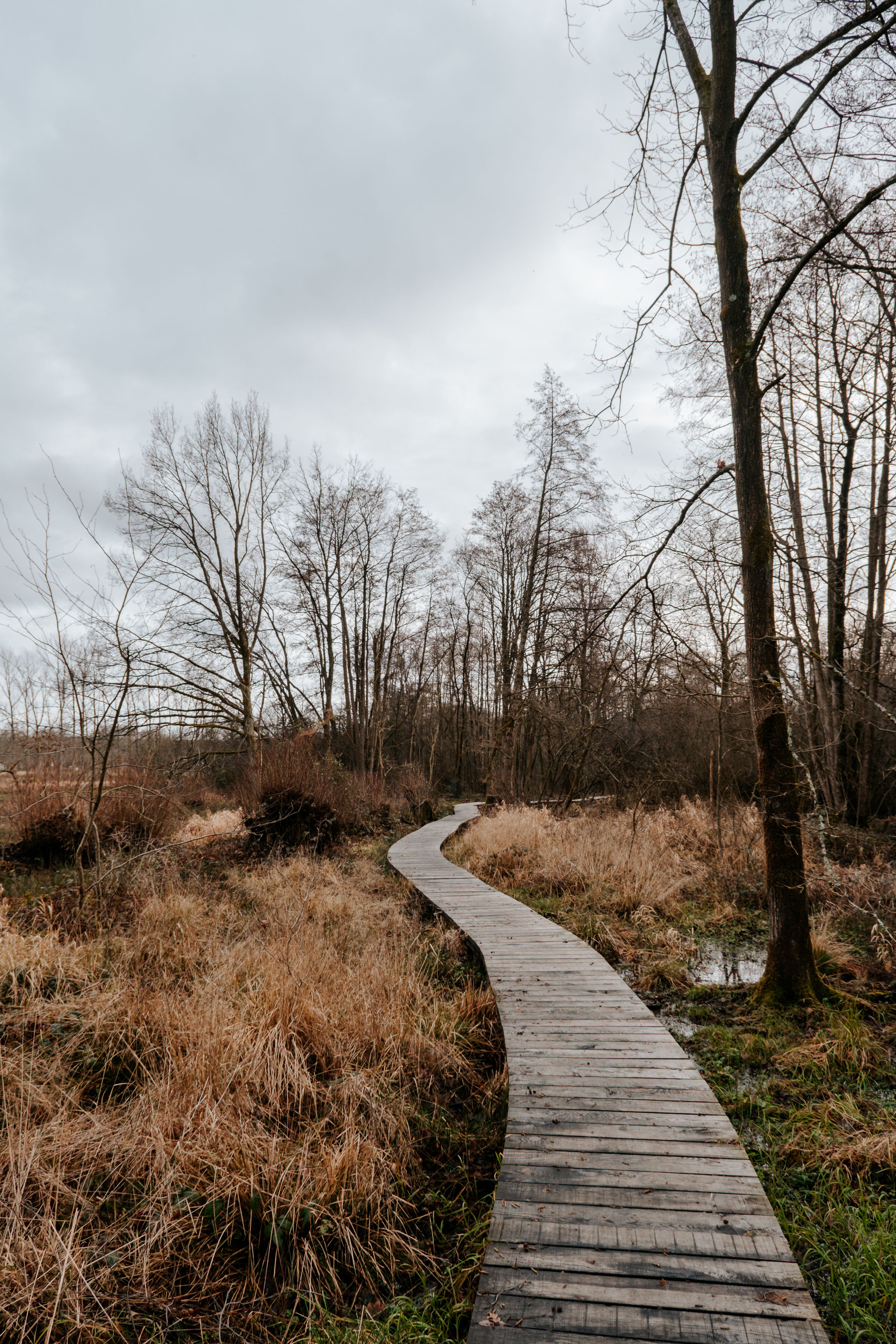 Woman Running Between Trees · Free Stock Photo