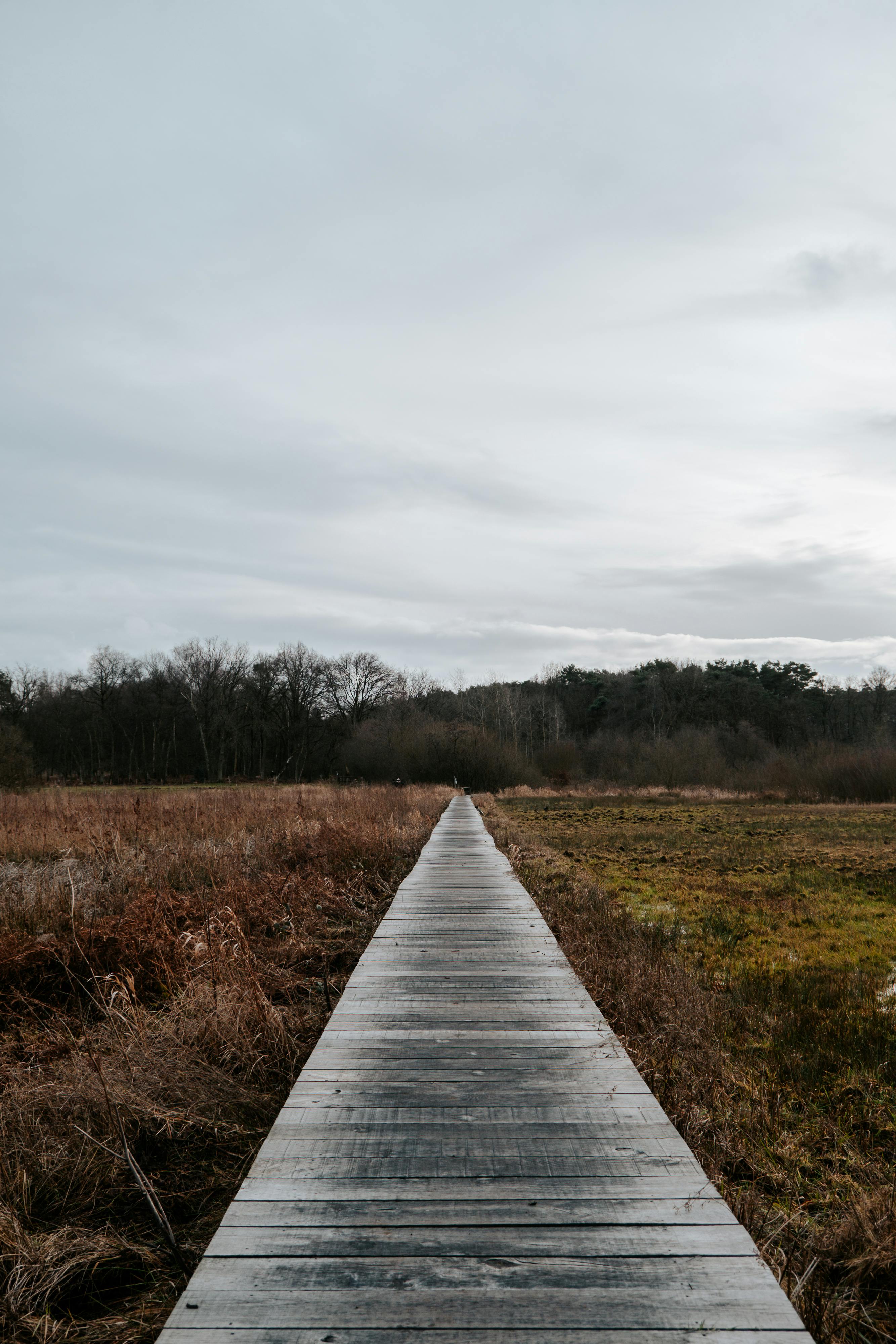 Brown Wooden Boardwalk Under Blue Sky · Free Stock Photo