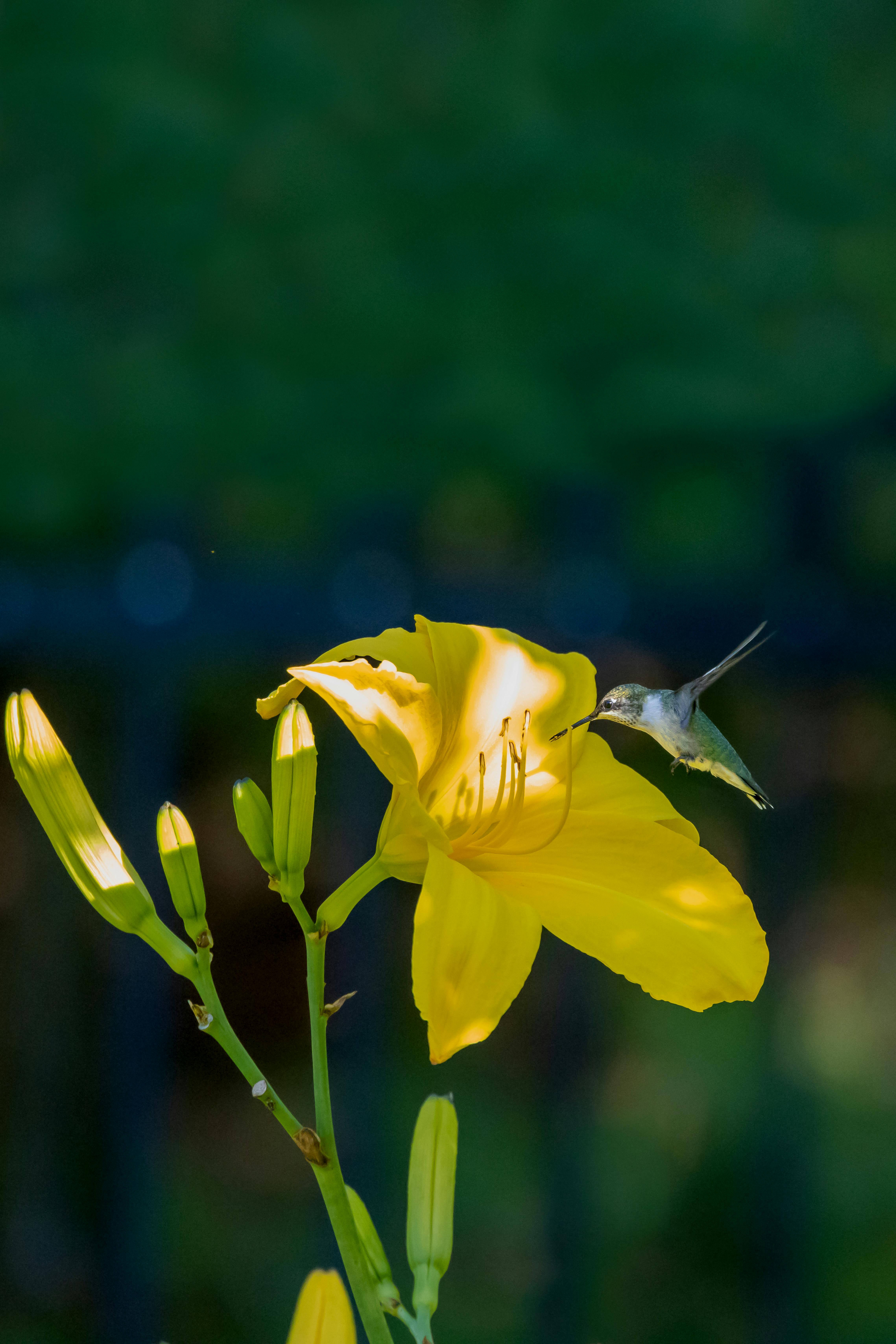 Close-Up Shot of a Hummingbird Flying on a Yellow Flower · Free Stock Photo
