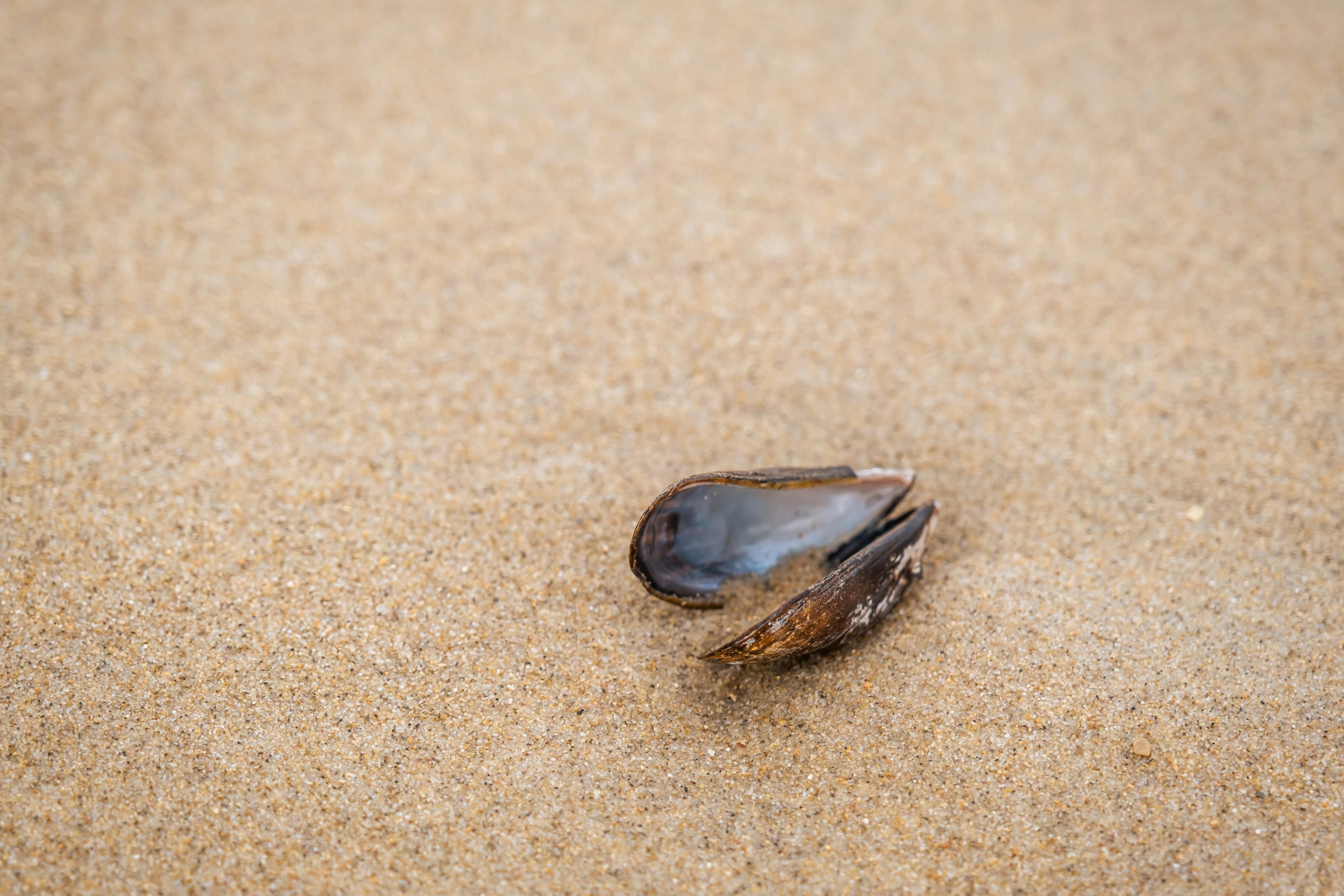 A Mussel Shell on the Sand · Free Stock Photo