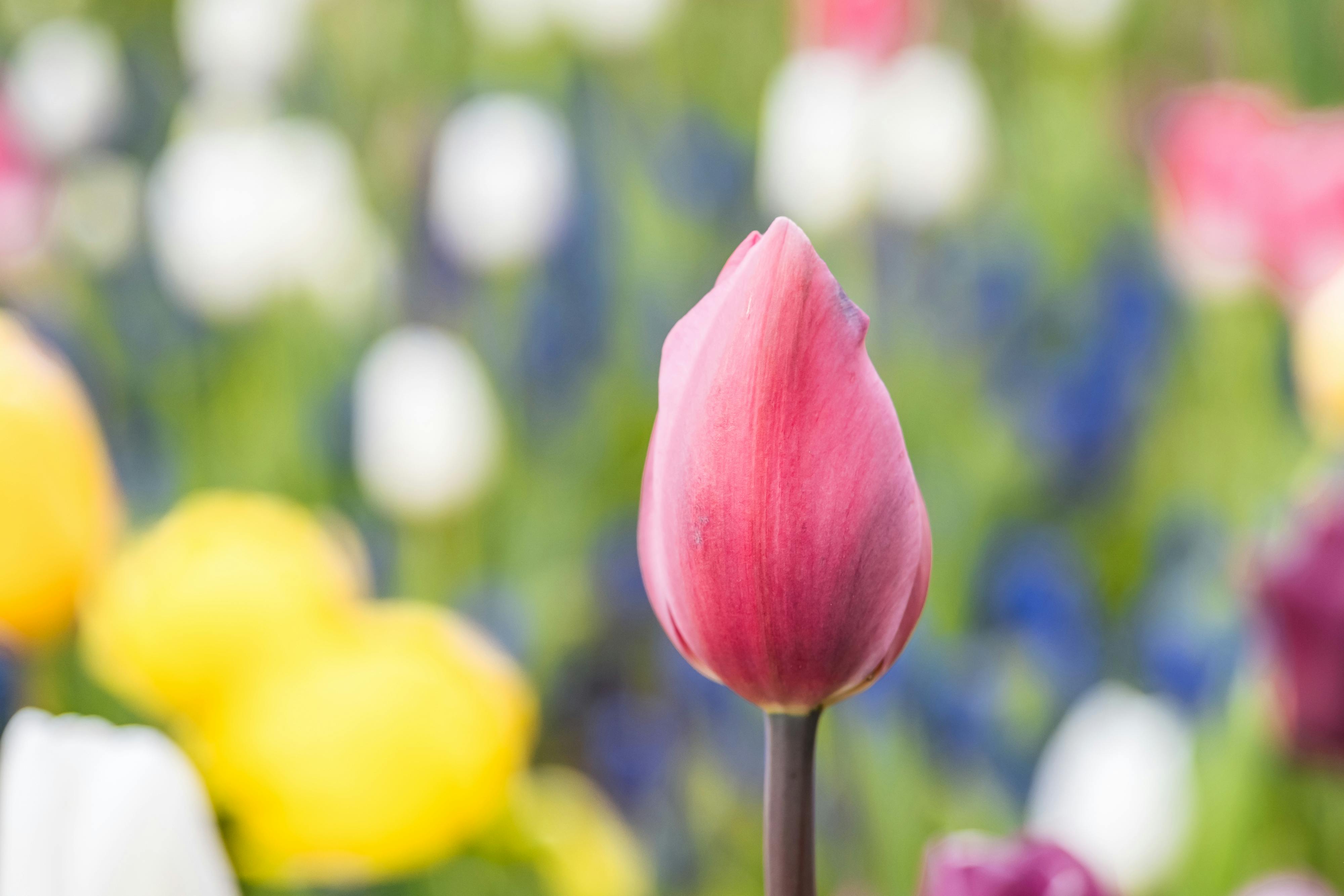 Tulip Wallpaper Photos, Download The BEST Free Tulip Wallpaper Stock ...