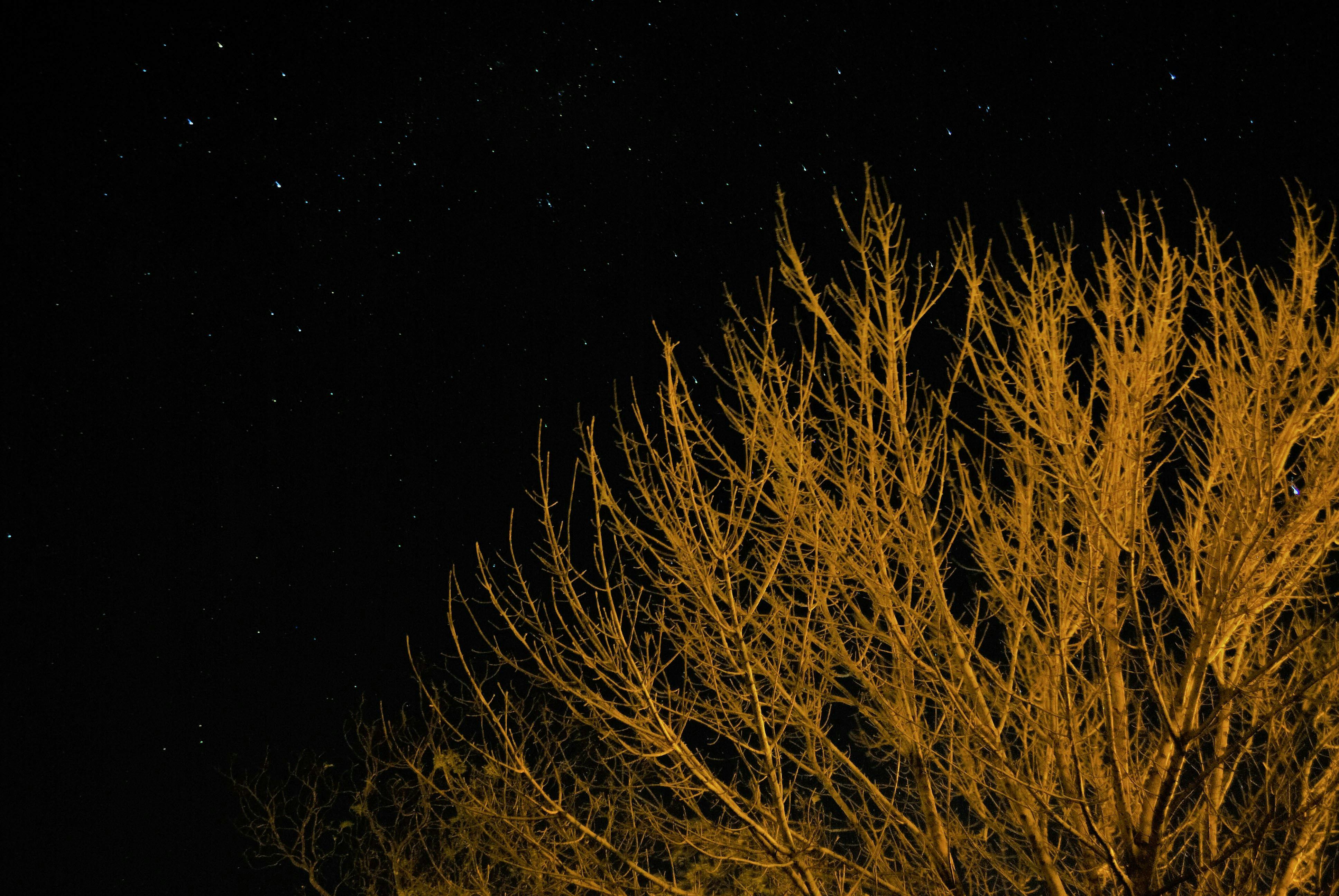 Stars over Tree Branches · Free Stock Photo
