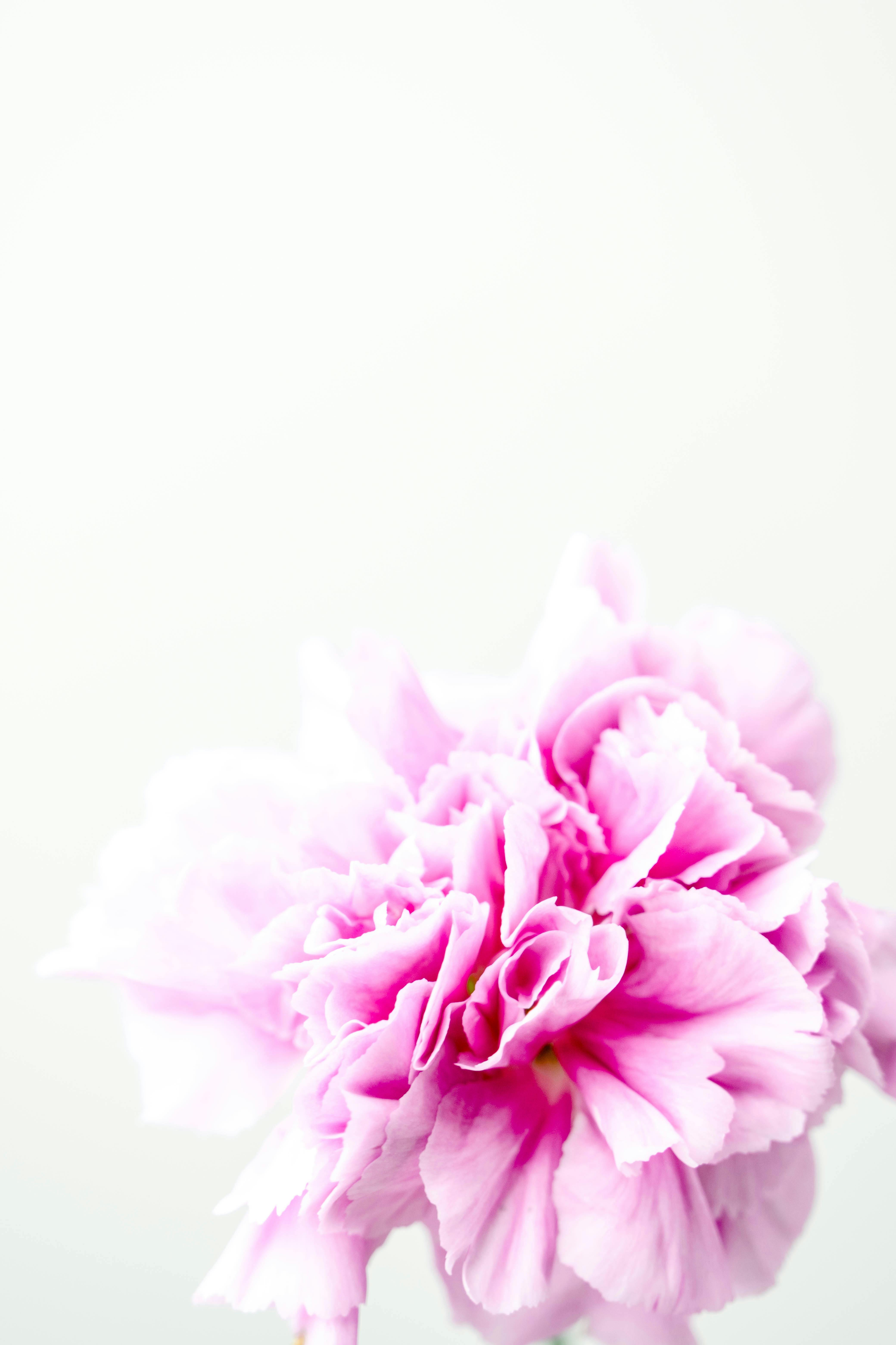 A Close-up Shot of a Pink Flower in Full Bloom · Free Stock Photo