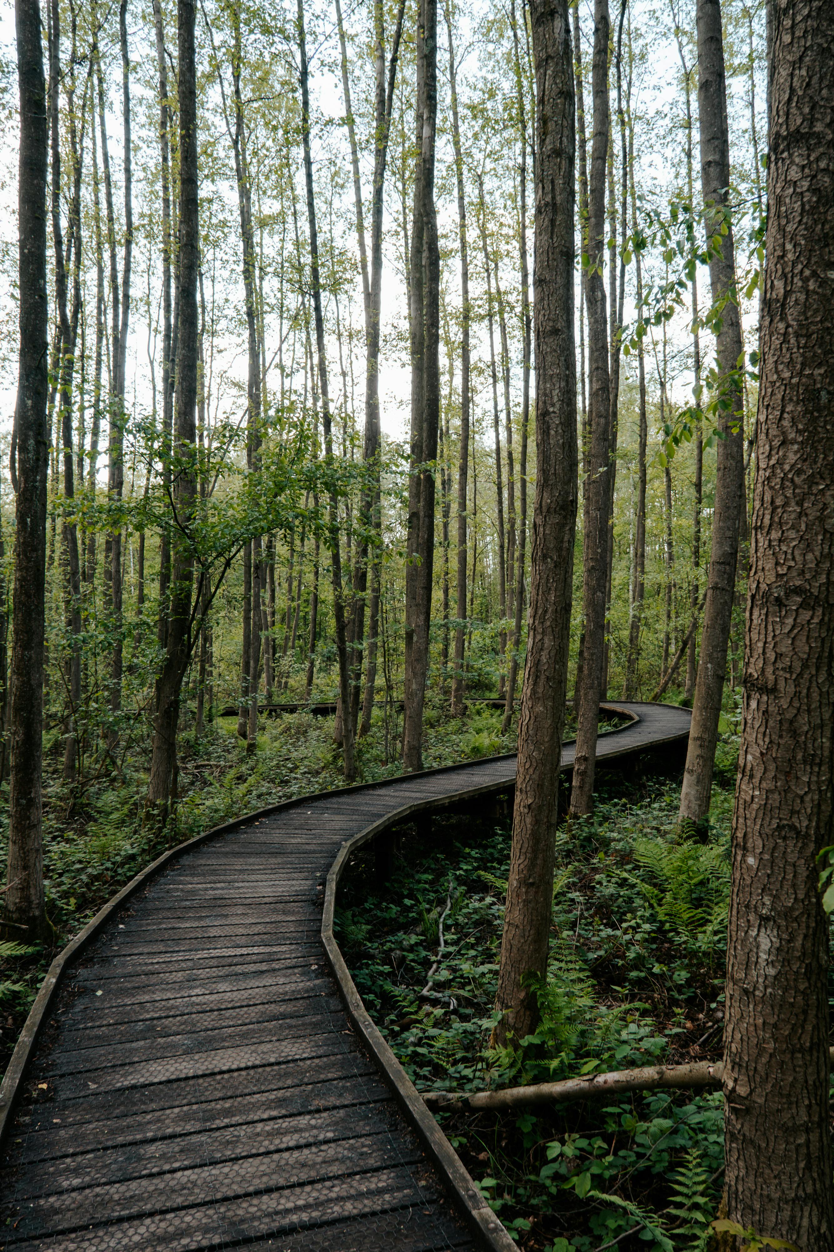 A Wooden Walkway Between Tall Trees in a Forest Parkq · Free Stock Photo