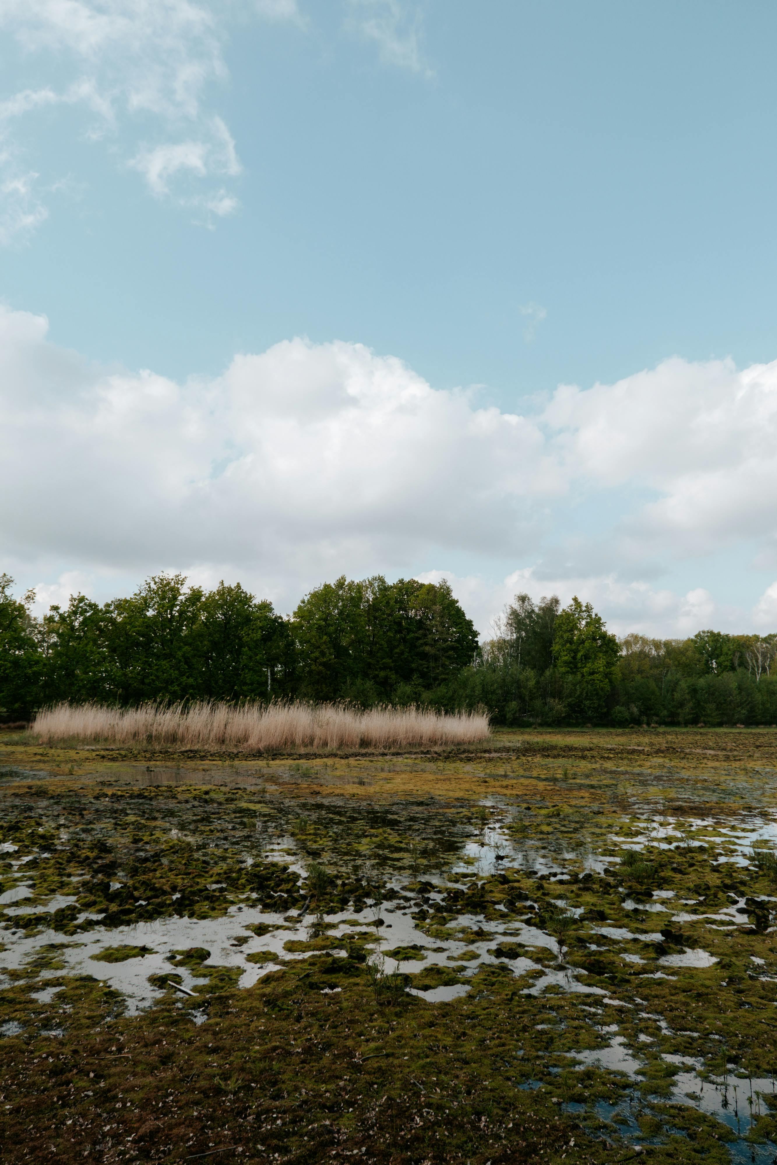 Green Grass Field in Marshy Area · Free Stock Photo