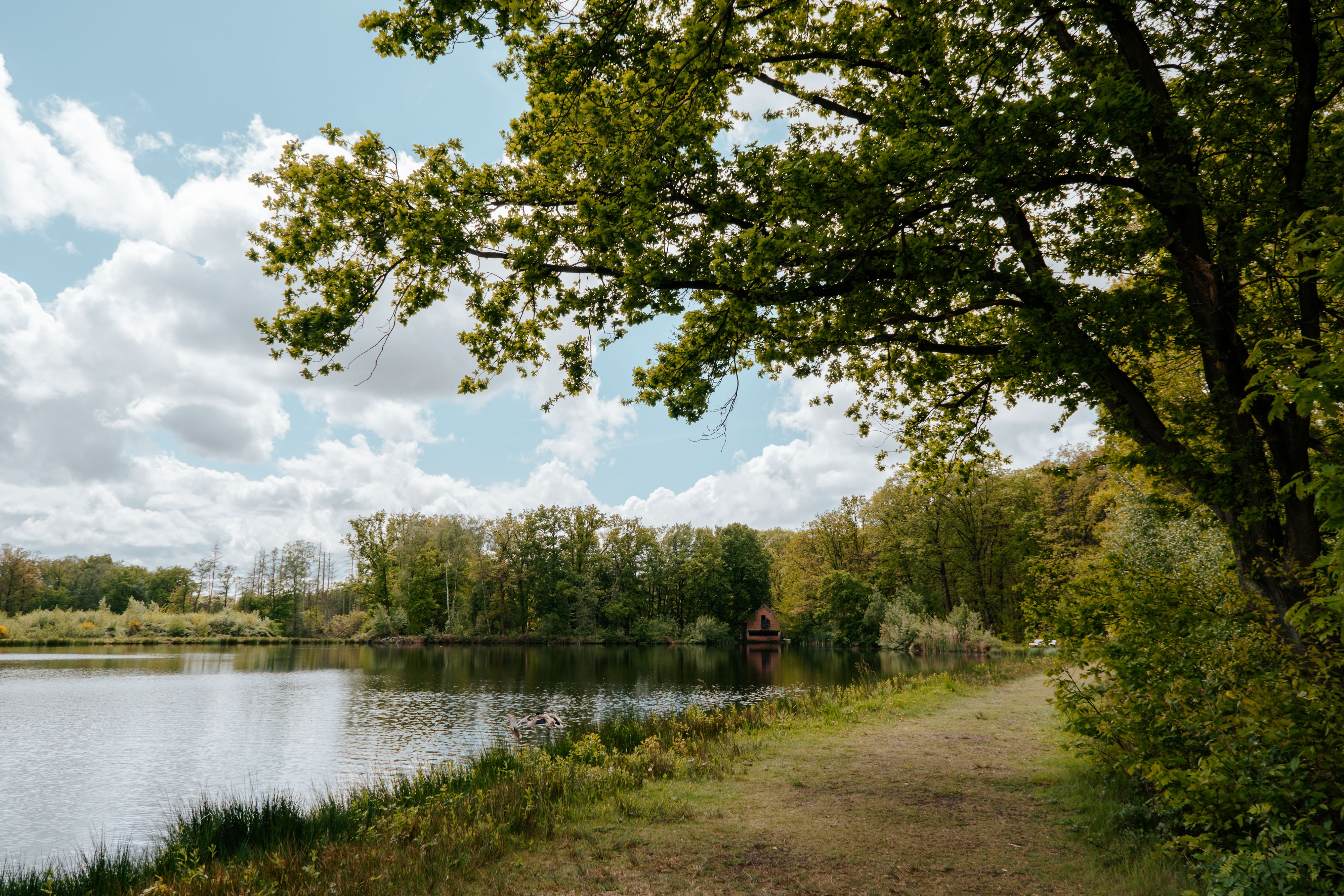 Green Trees on the Shore · Free Stock Photo