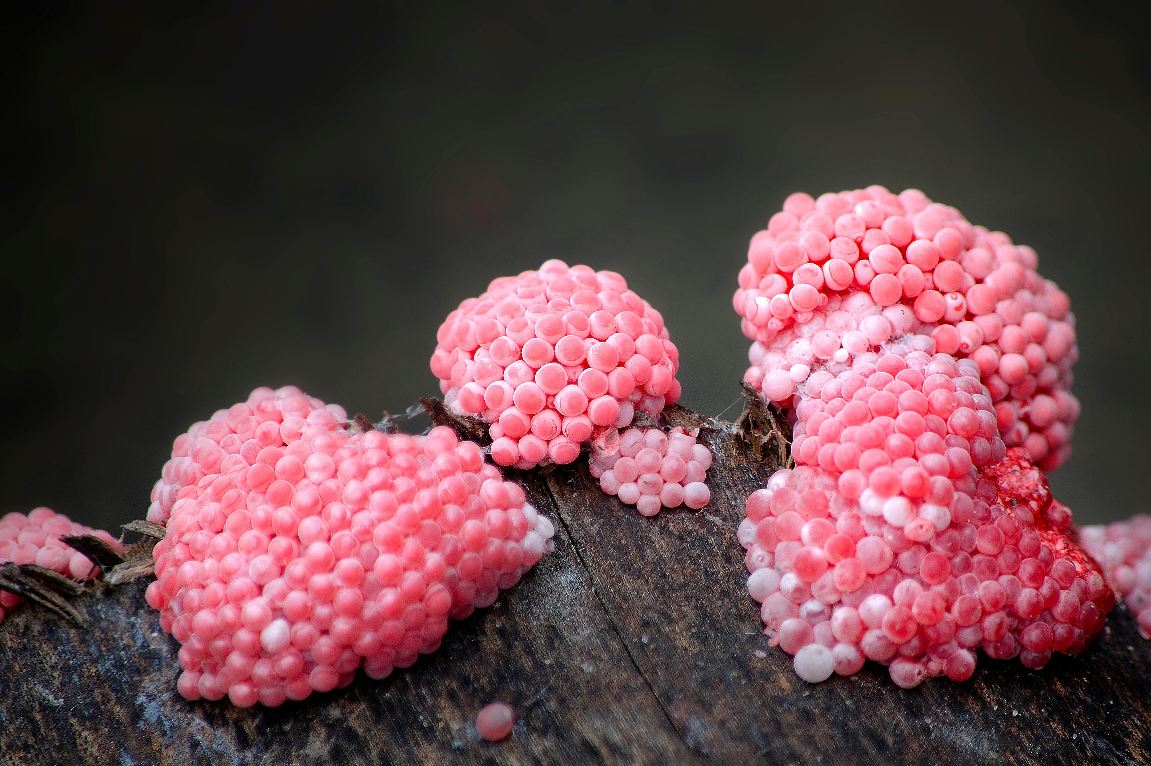 Close-Up of Vibrant Pink Slime Mold on Wood · Free Stock Photo