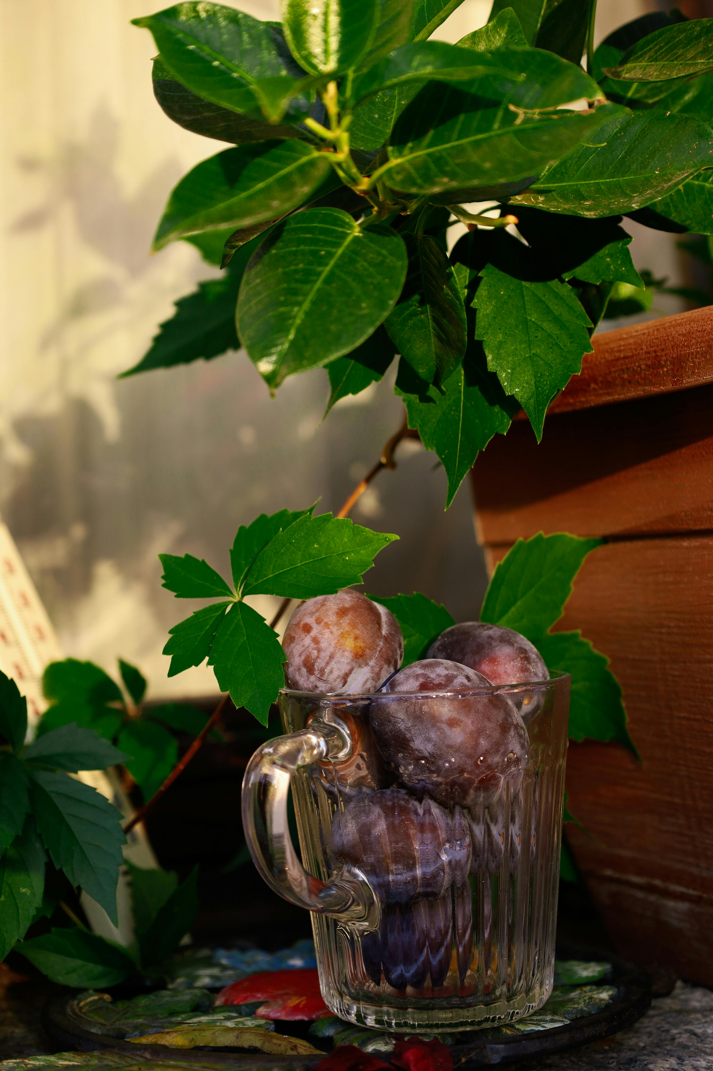 Emerald Leaves Photos, Download Free Emerald Leaves Stock Photos & HD ...