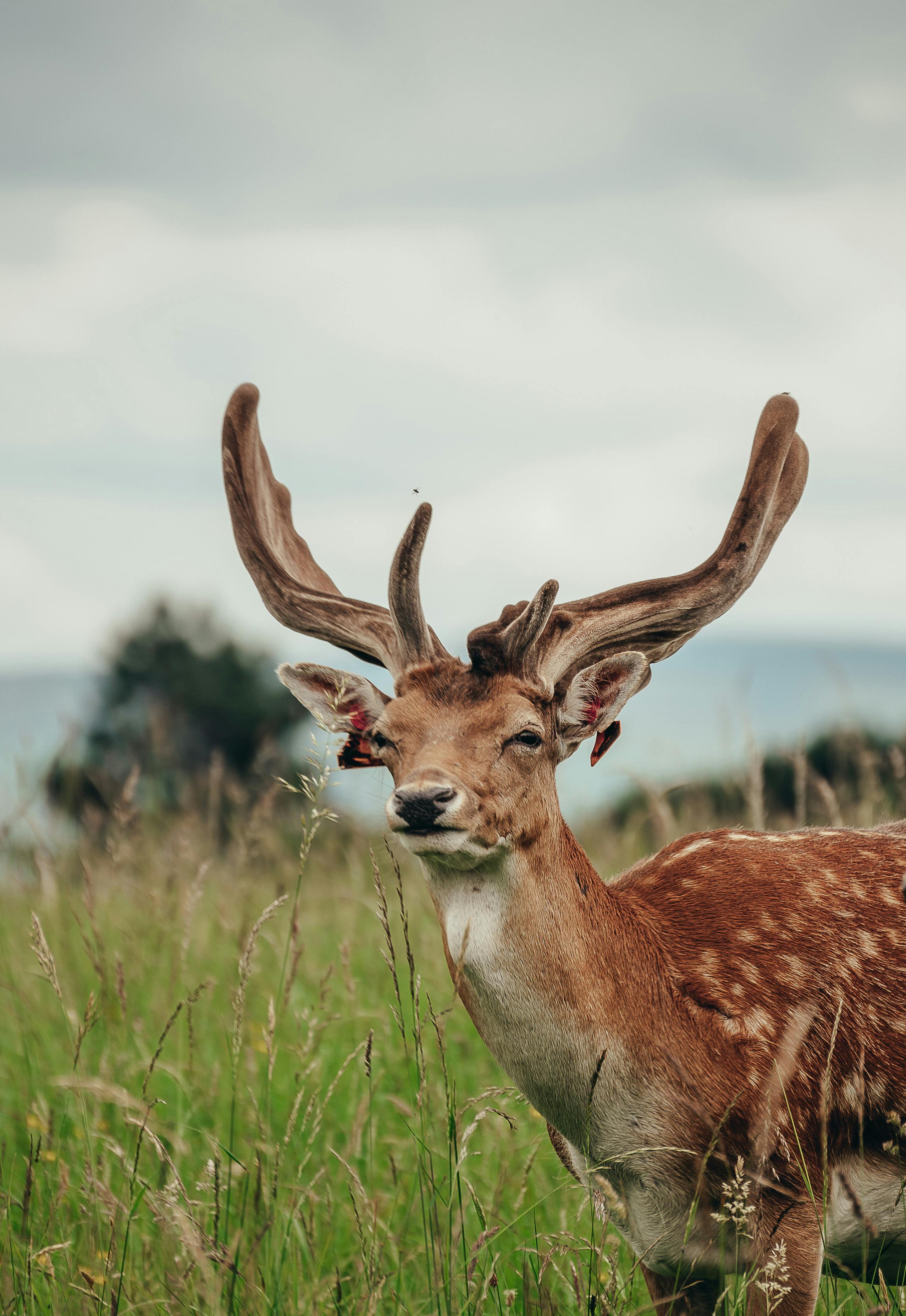 Brown Deer At Open Field · Free Stock Photo