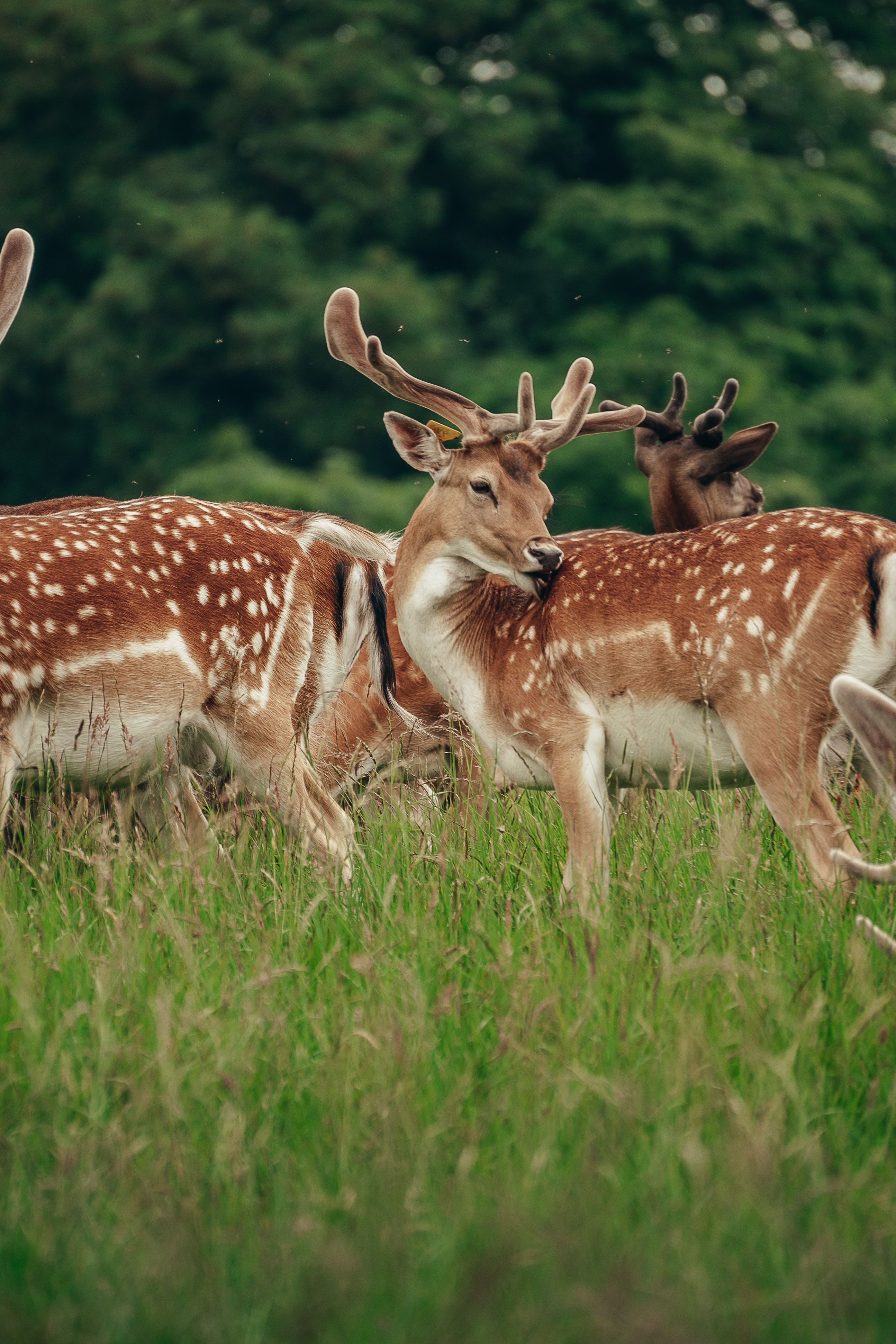 Deer in a Forest · Free Stock Photo