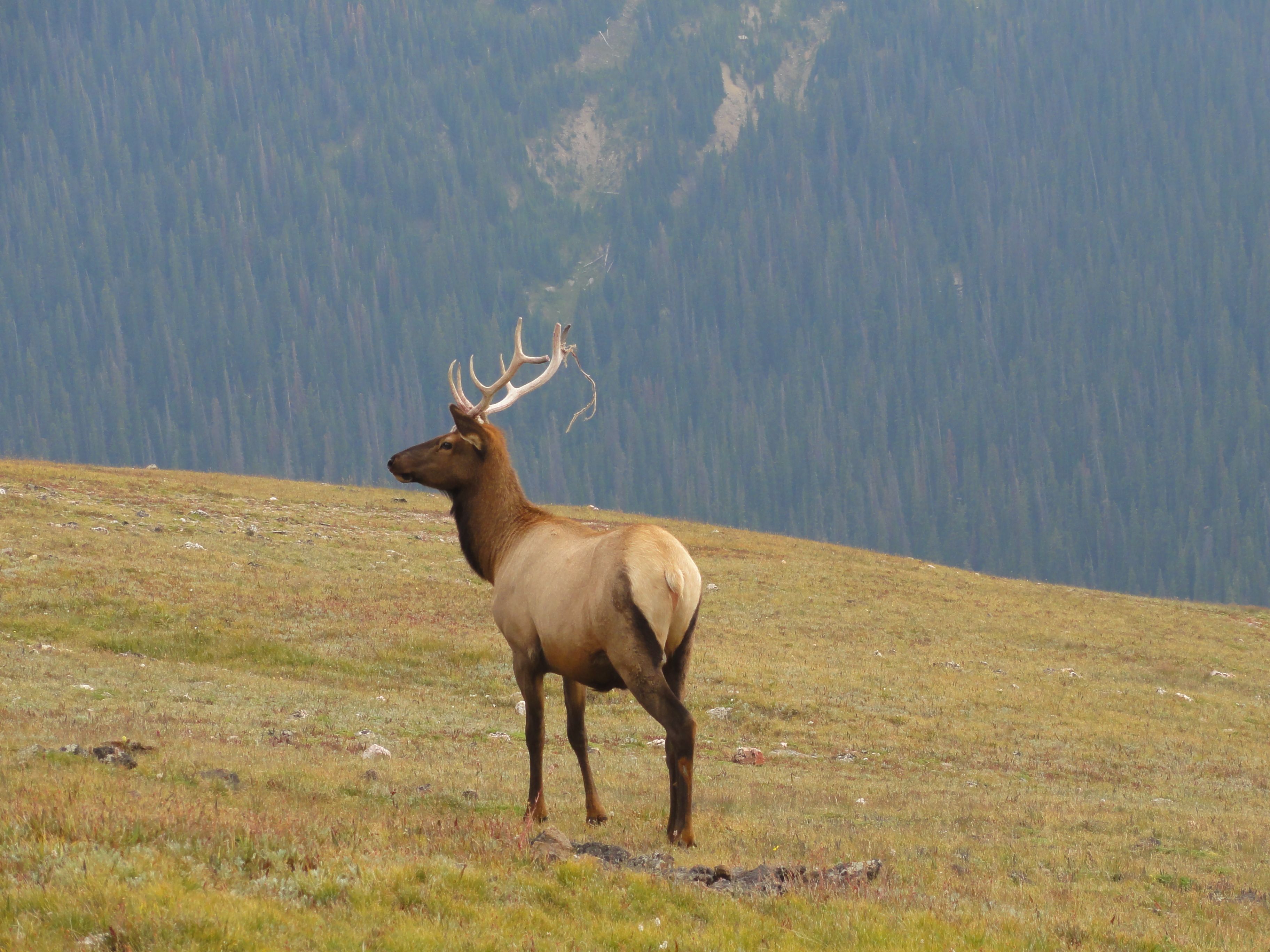 A Rocky Mountain Elk in the Rocky Mountain National Park · Free Stock Photo