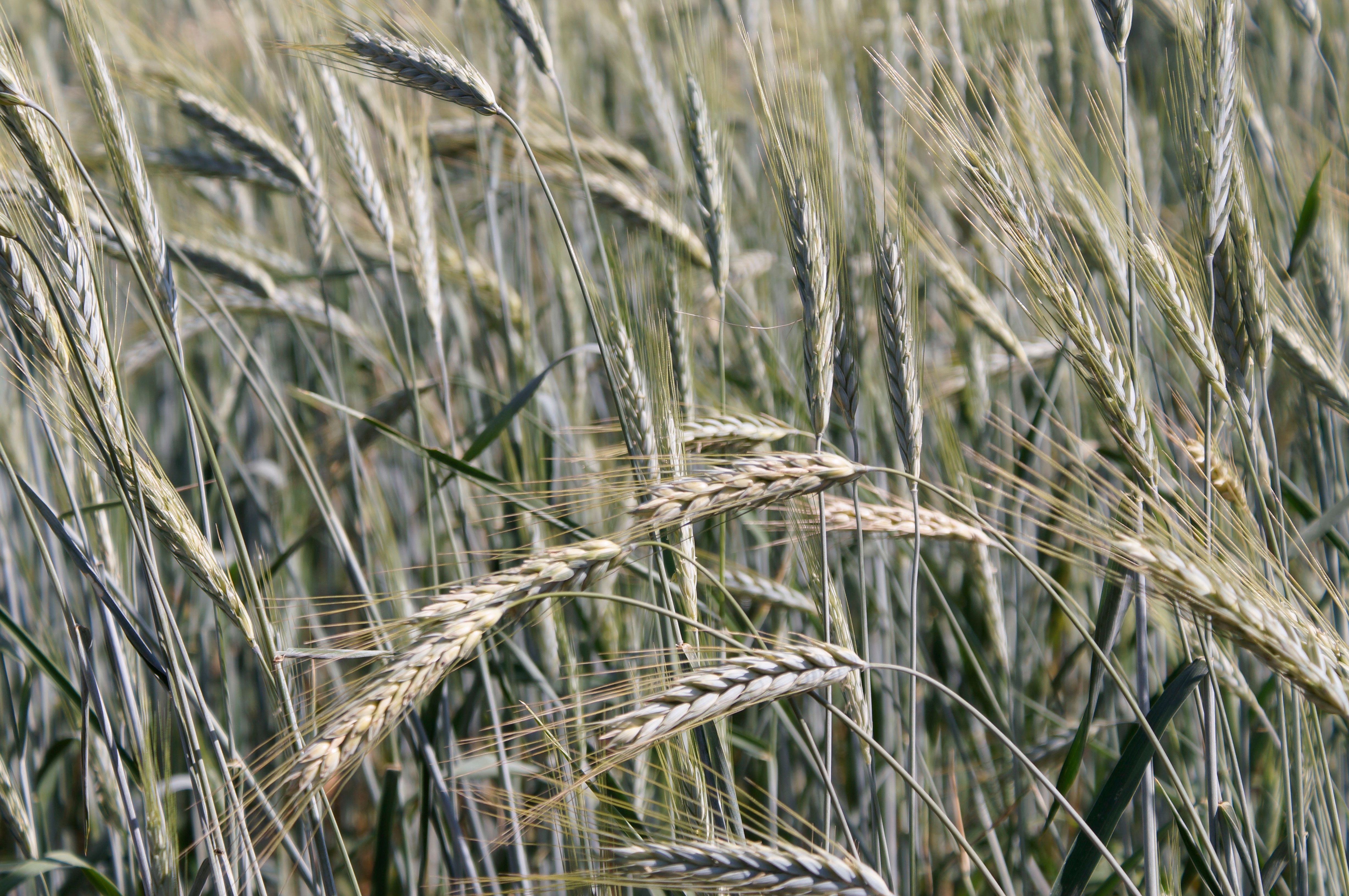 Close-Up Shot of Wheat Field · Free Stock Photo