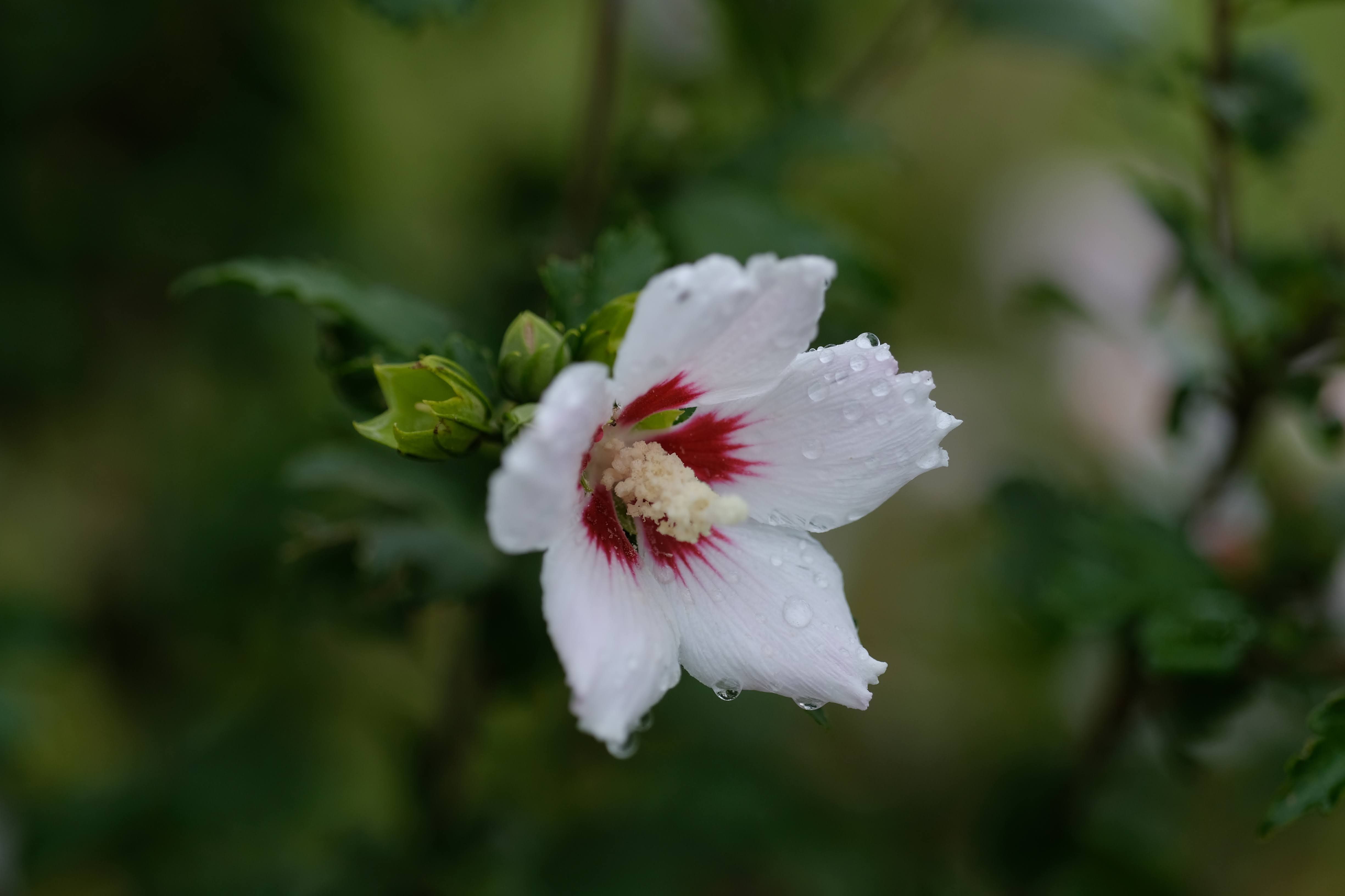 Close-Up Shot of a Hibiscus Flower · Free Stock Photo