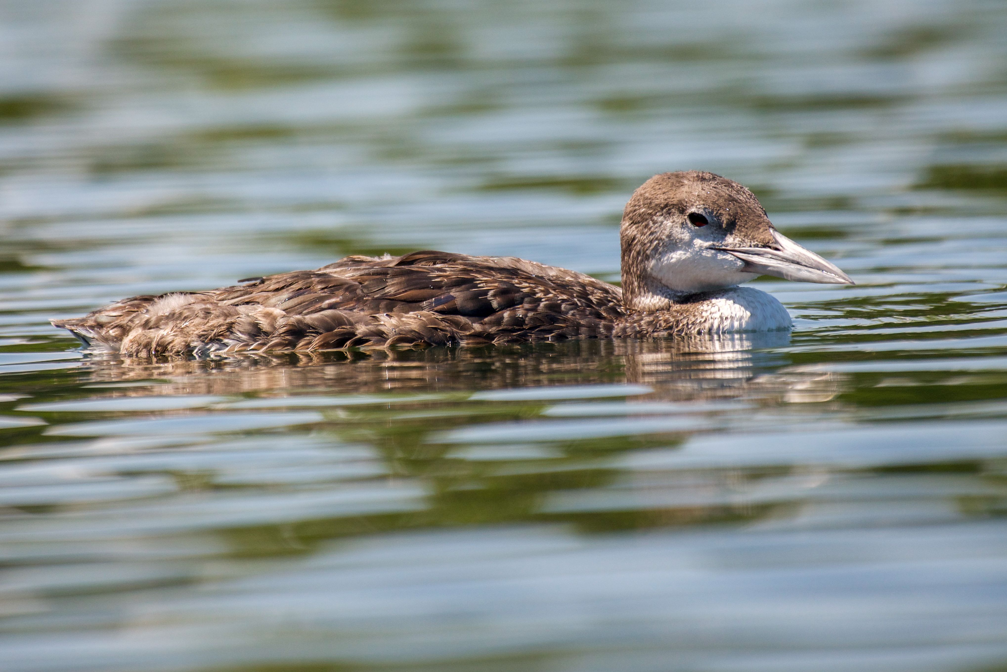 Loon Photos, Download The BEST Free Loon Stock Photos & HD Images