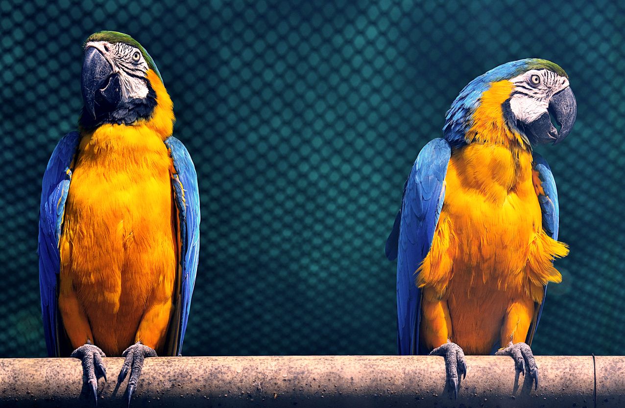 Long Island Bird Identification Guides & Top Birding Spots