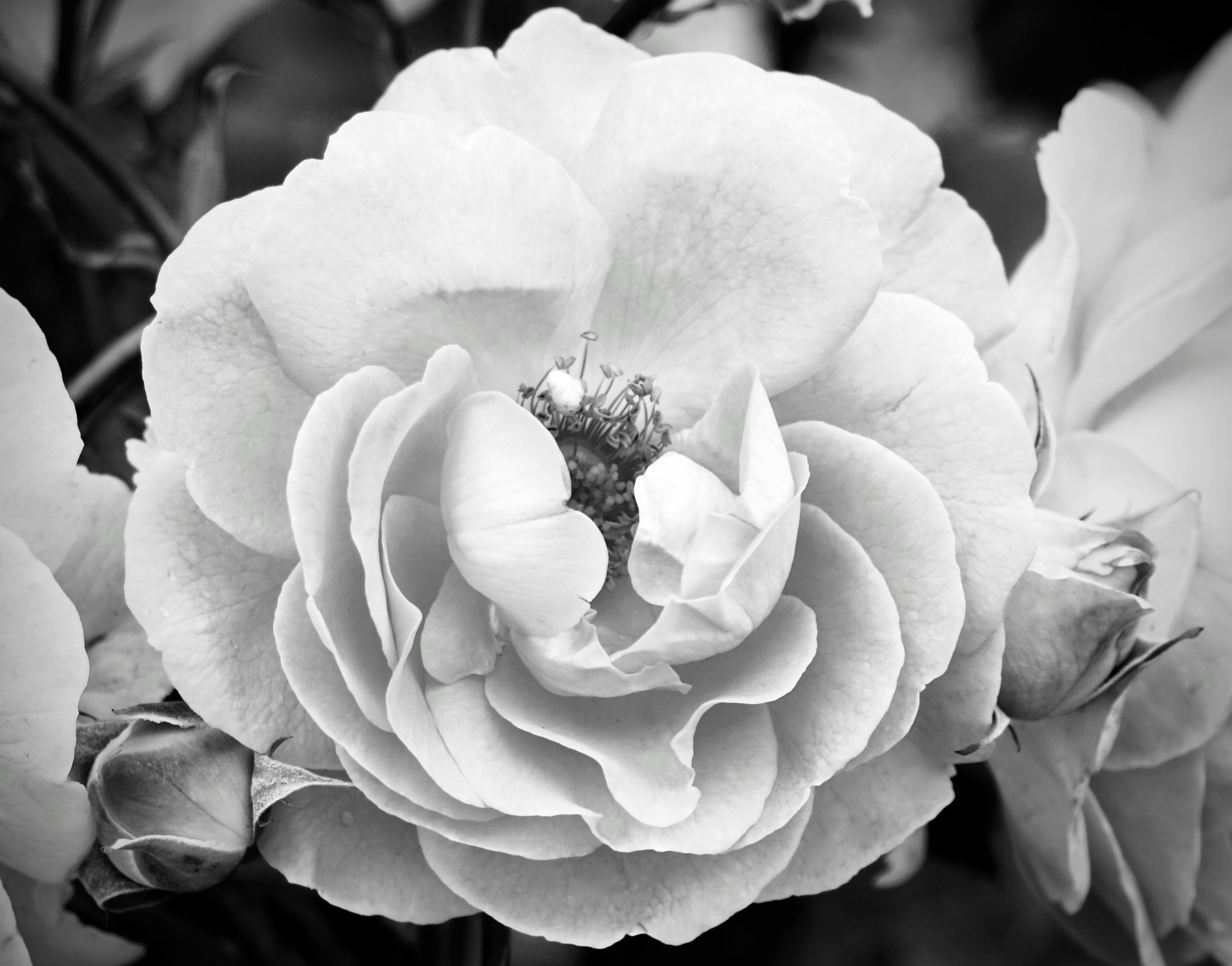 Grayscale Photo of Rose Flower · Free Stock Photo