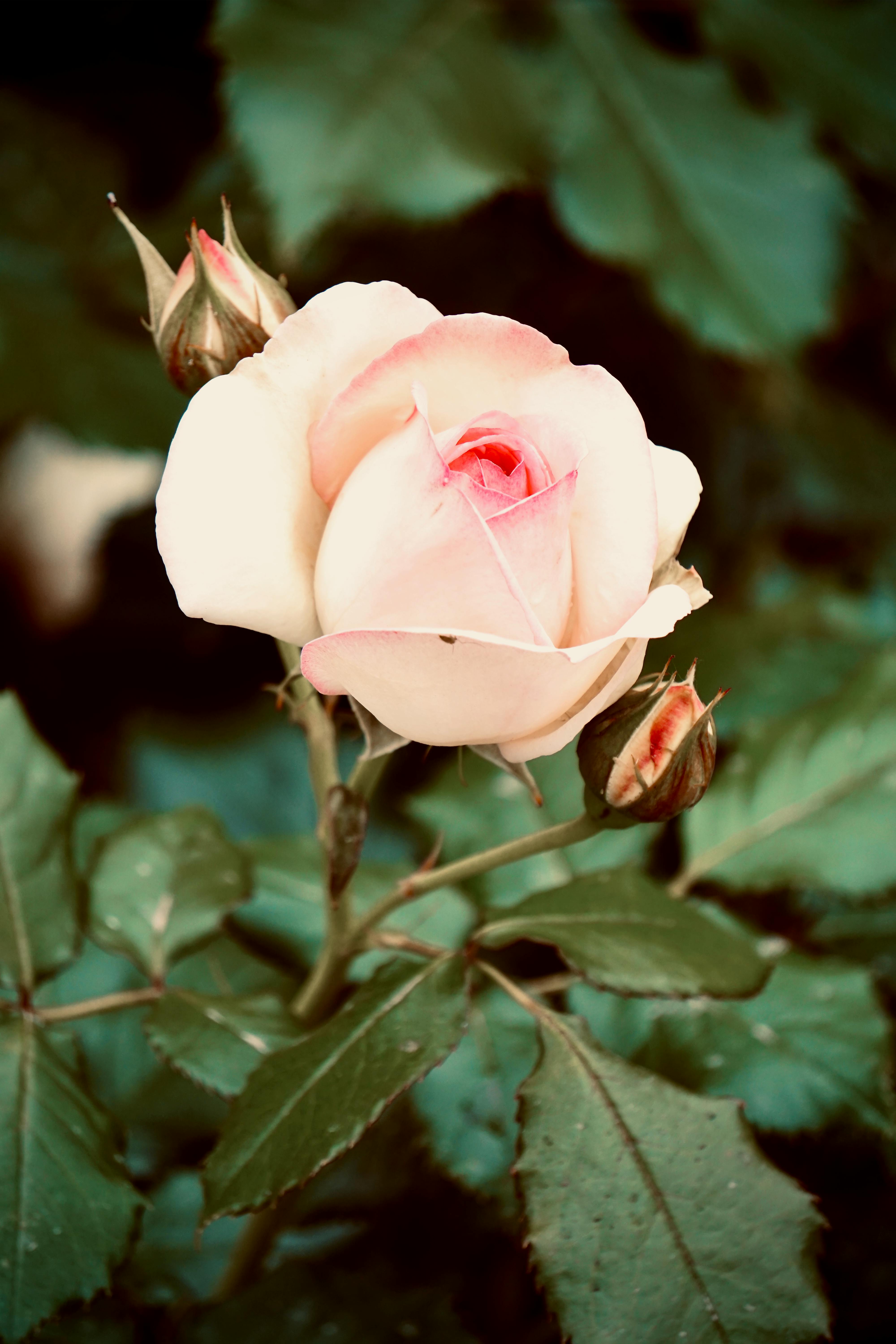 Photo of Pink Roses · Free Stock Photo
