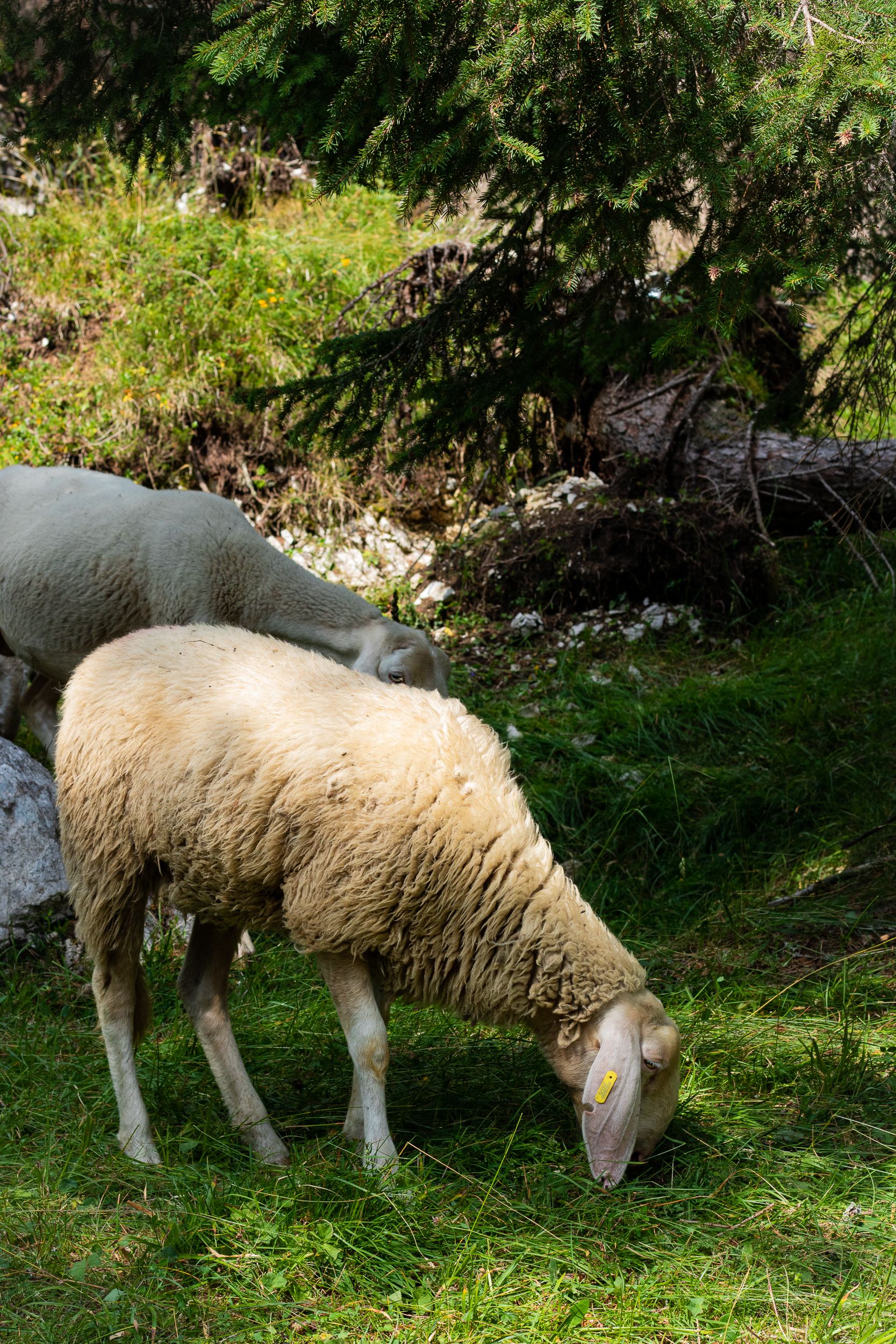 Sheep on the Grass Field · Free Stock Photo